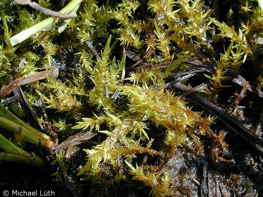 USDA Plants Database