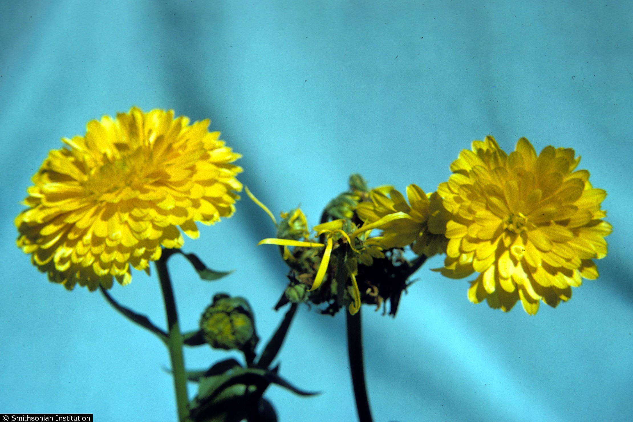 USDA Plants Database