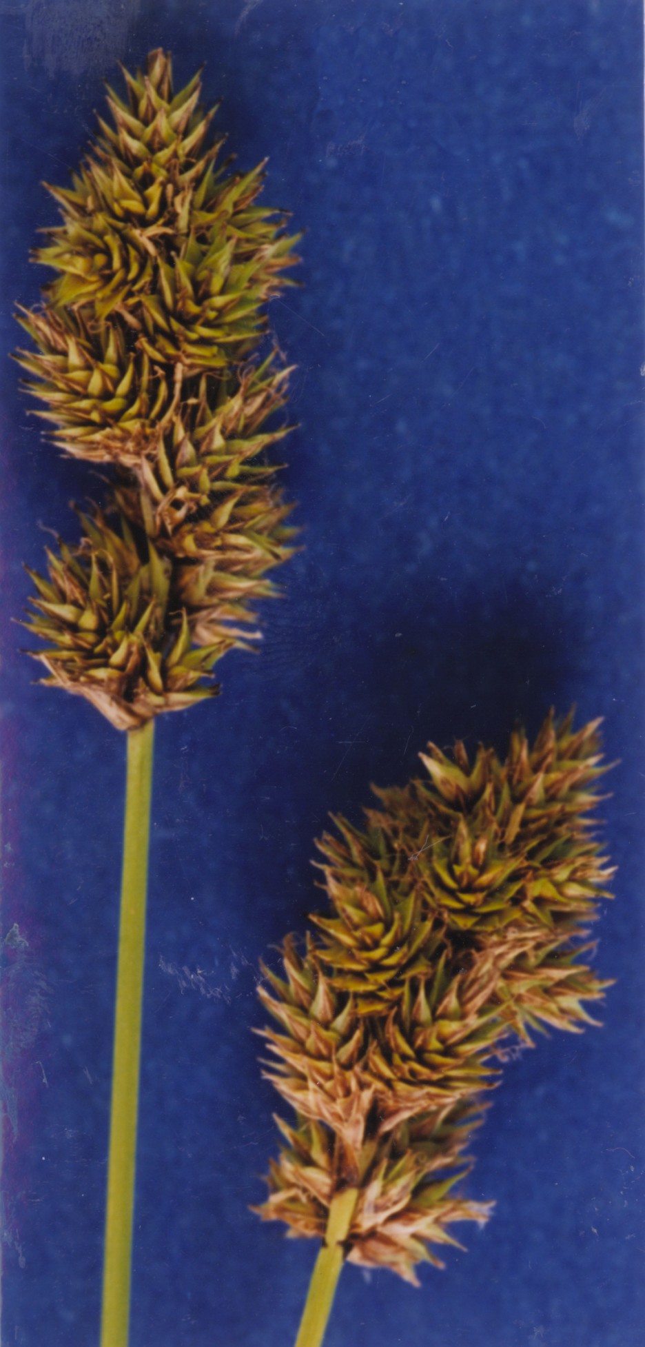 USDA Plants Database
