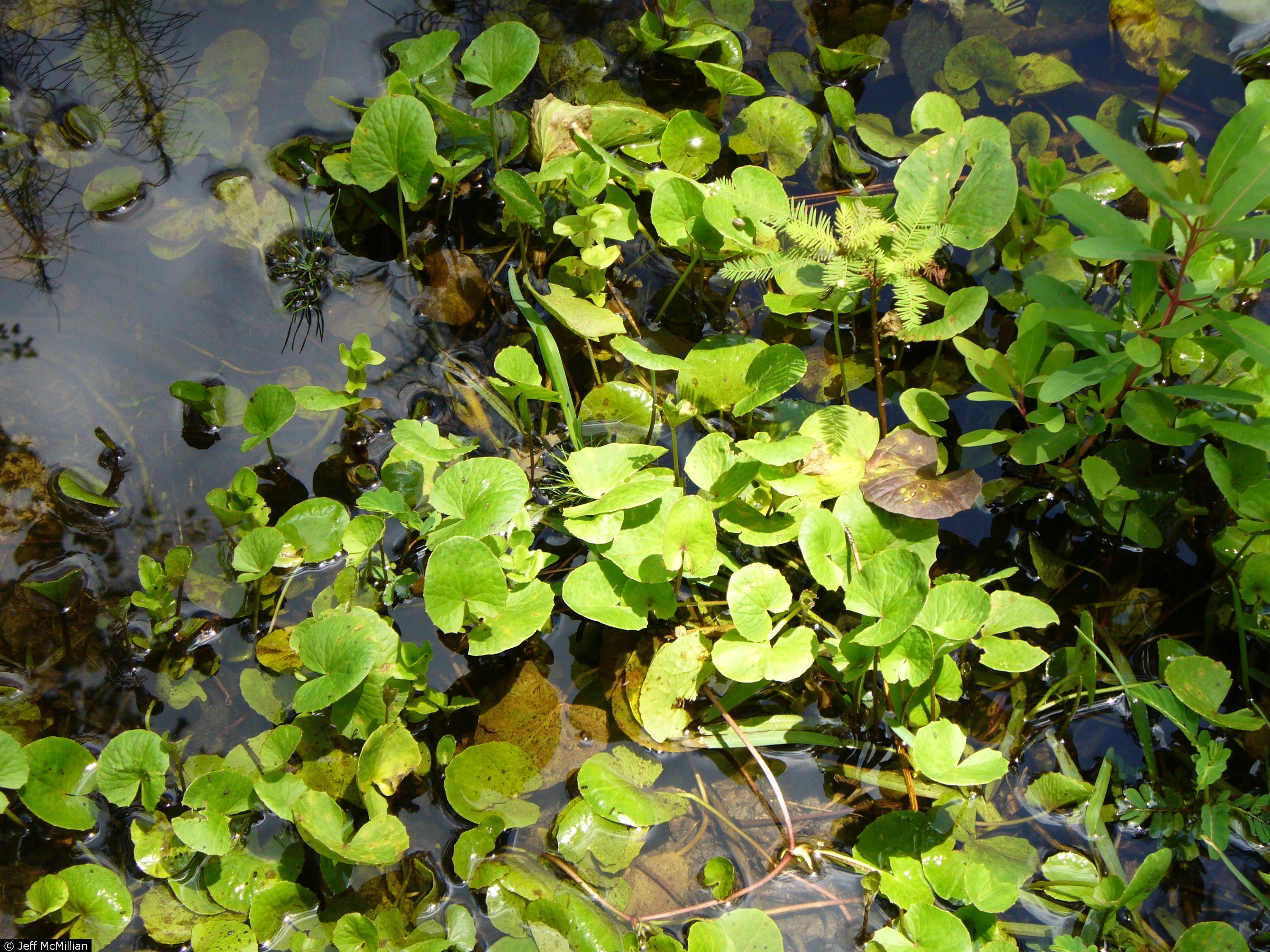USDA Plants Database