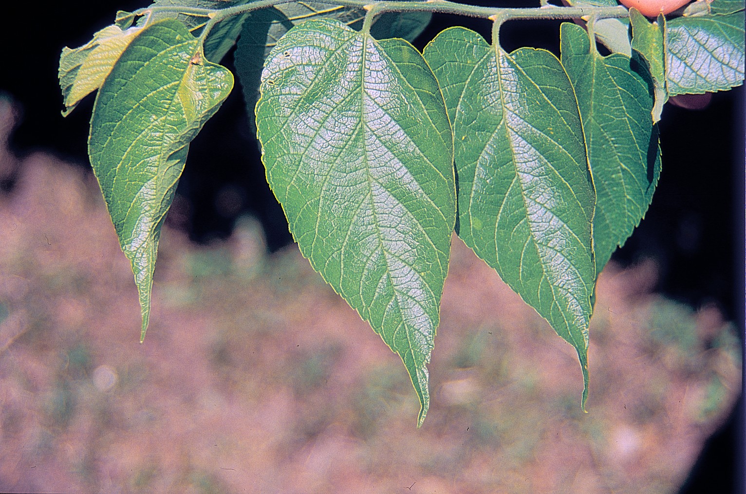 USDA Plants Database