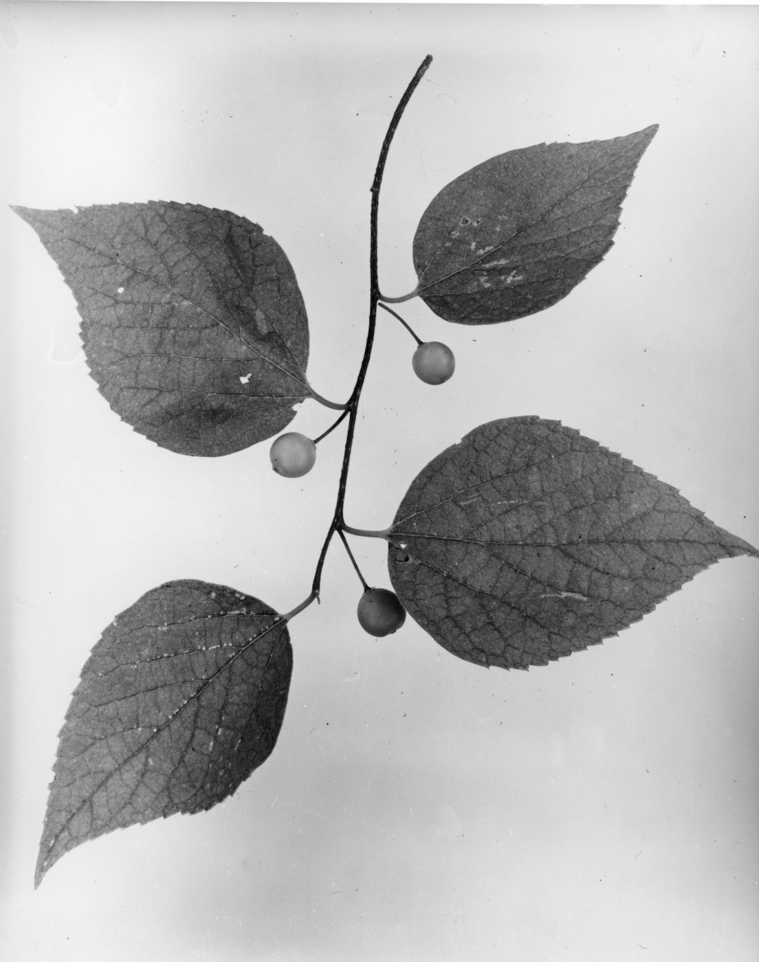 USDA Plants Database