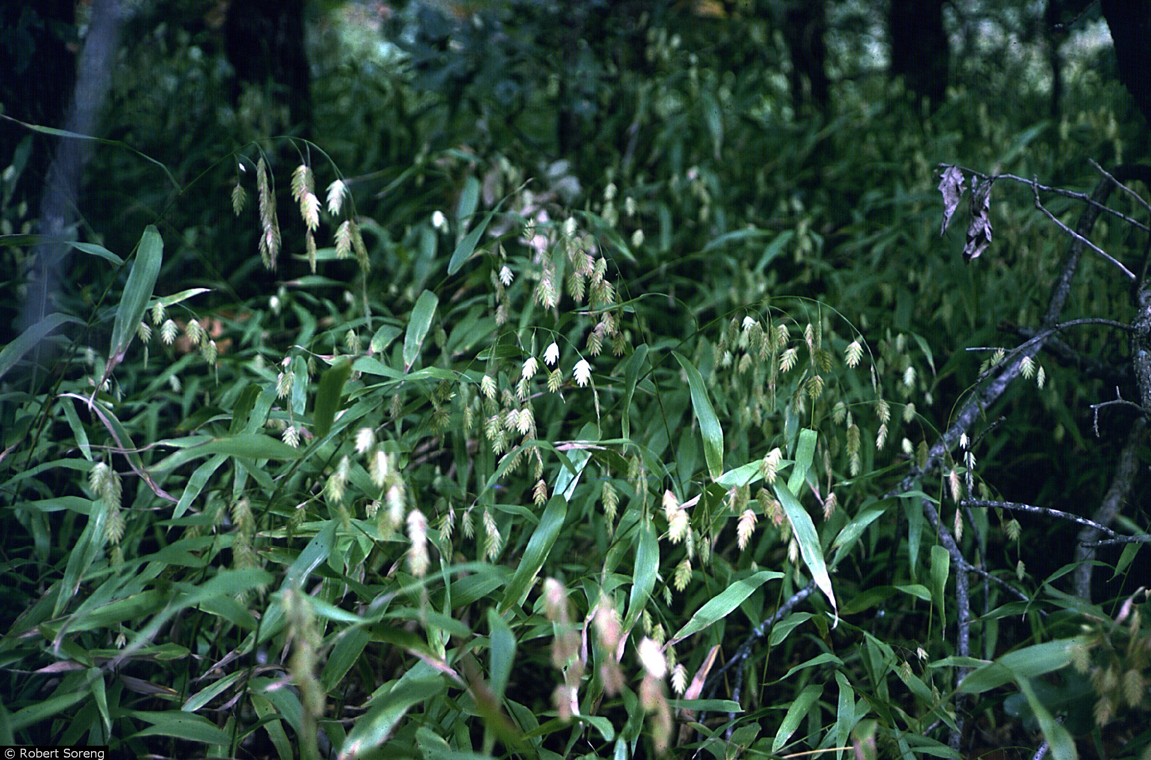 USDA Plants Database