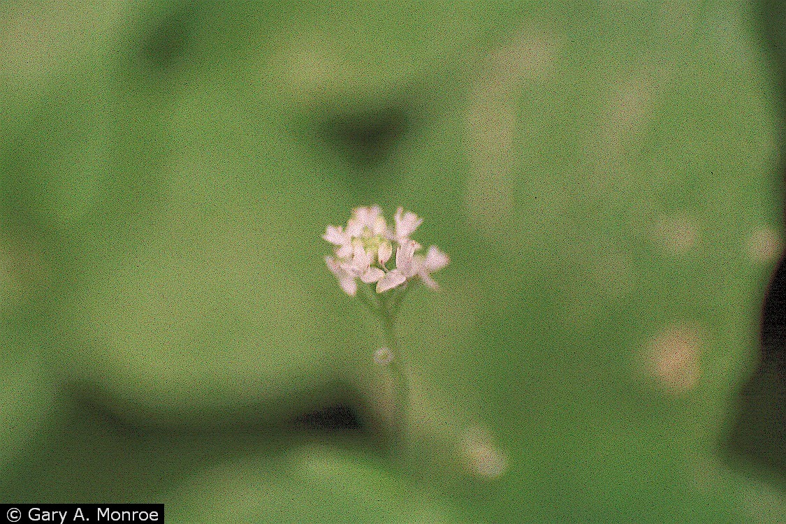 USDA Plants Database