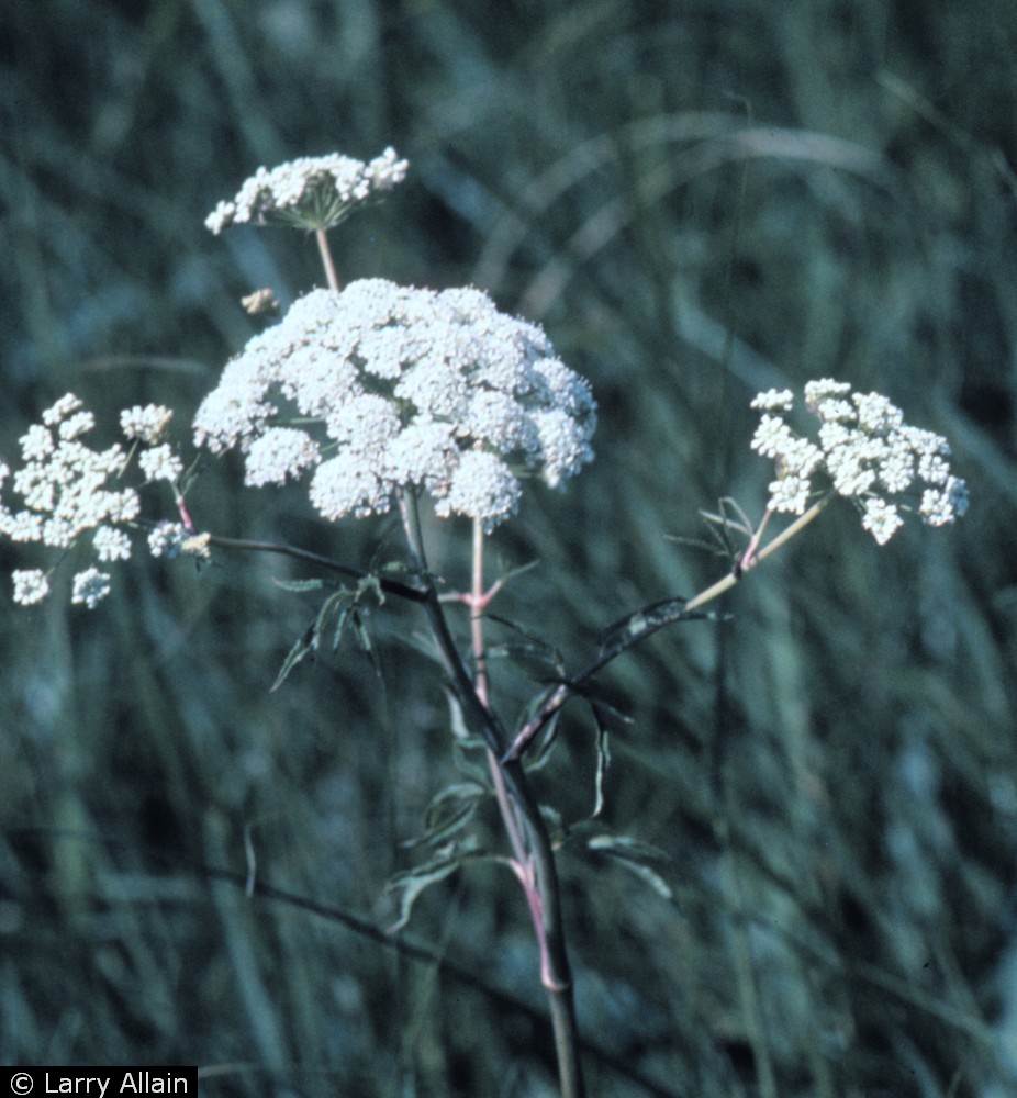 USDA Plants Database