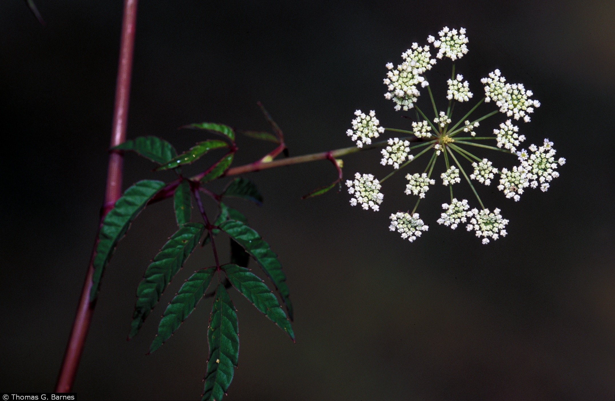 USDA Plants Database