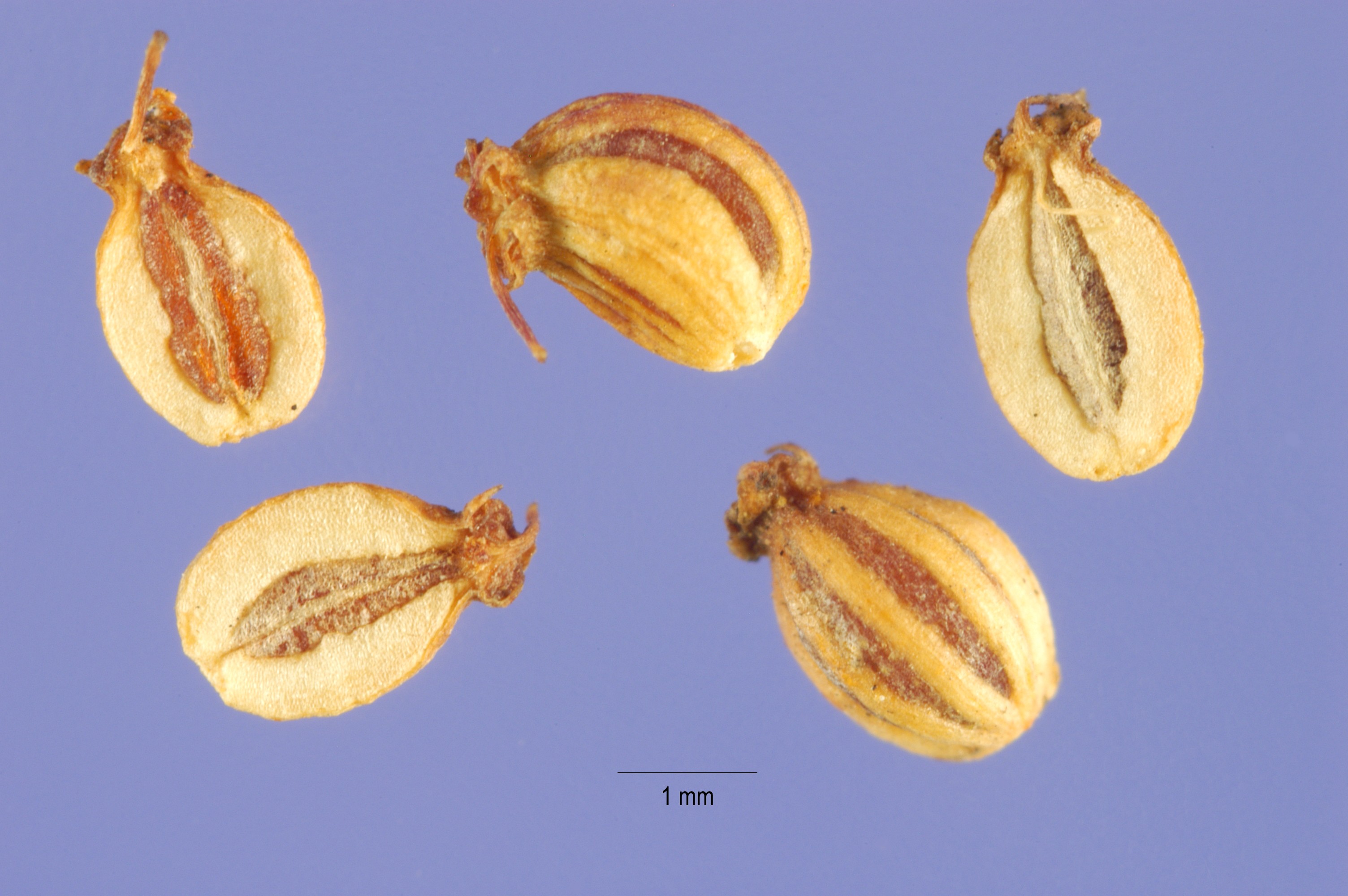 USDA Plants Database