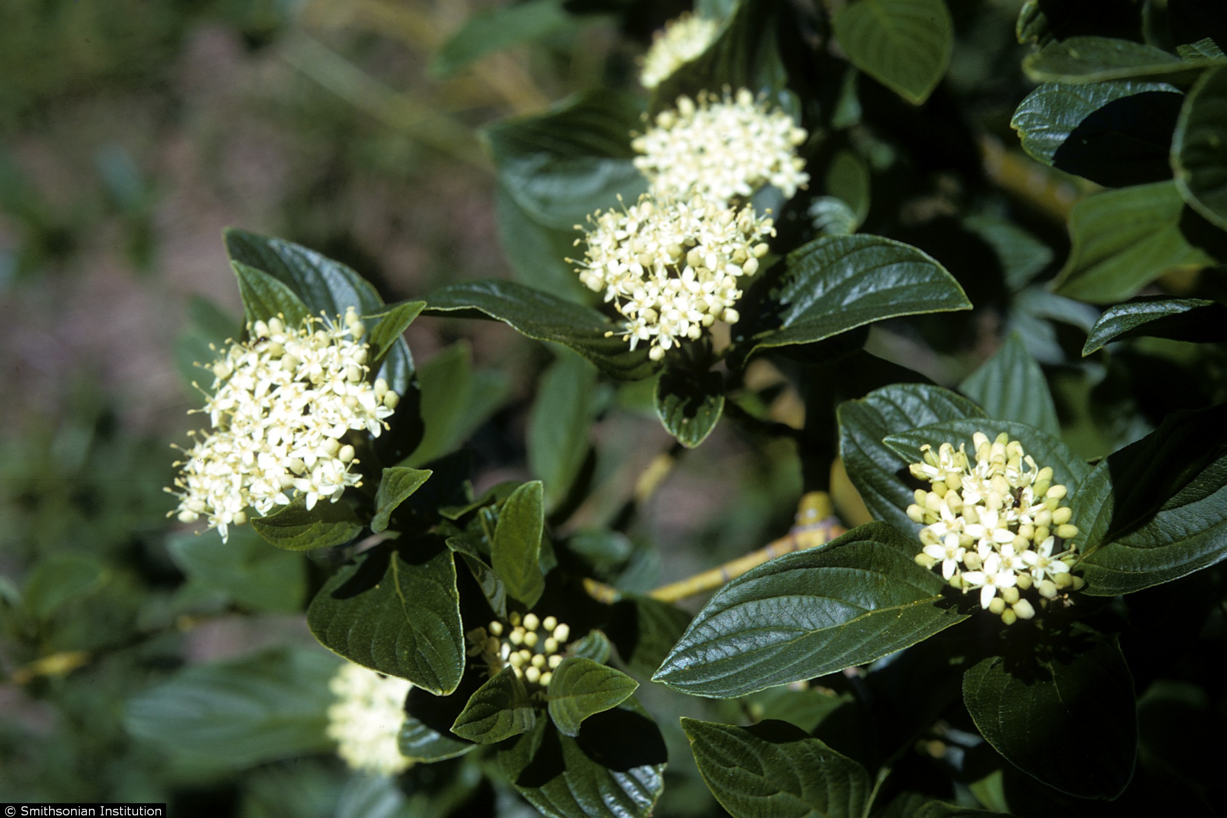 USDA Plants Database