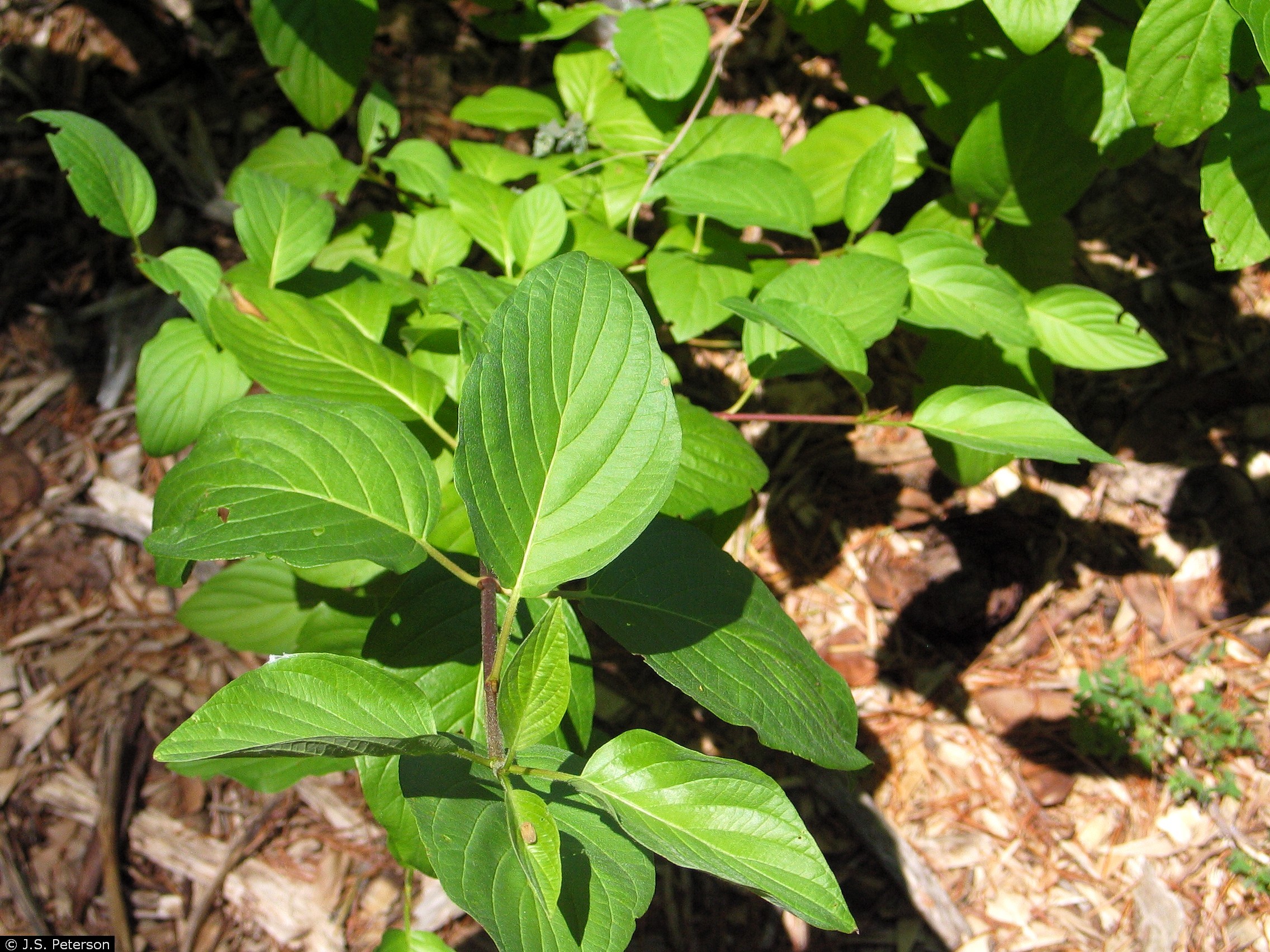 USDA Plants Database