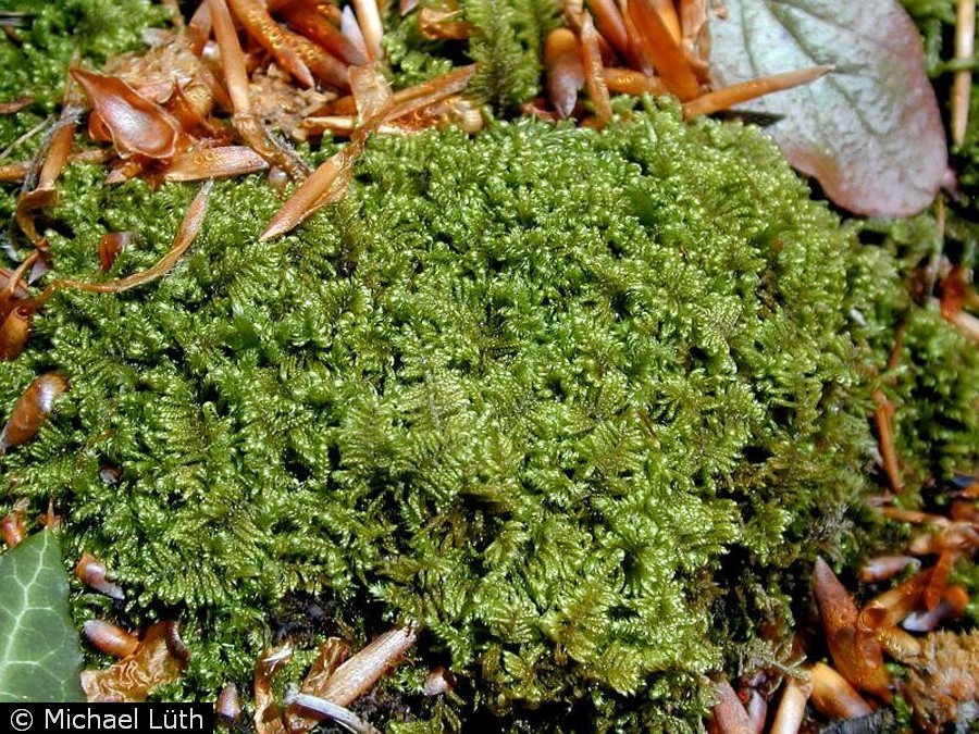 USDA Plants Database