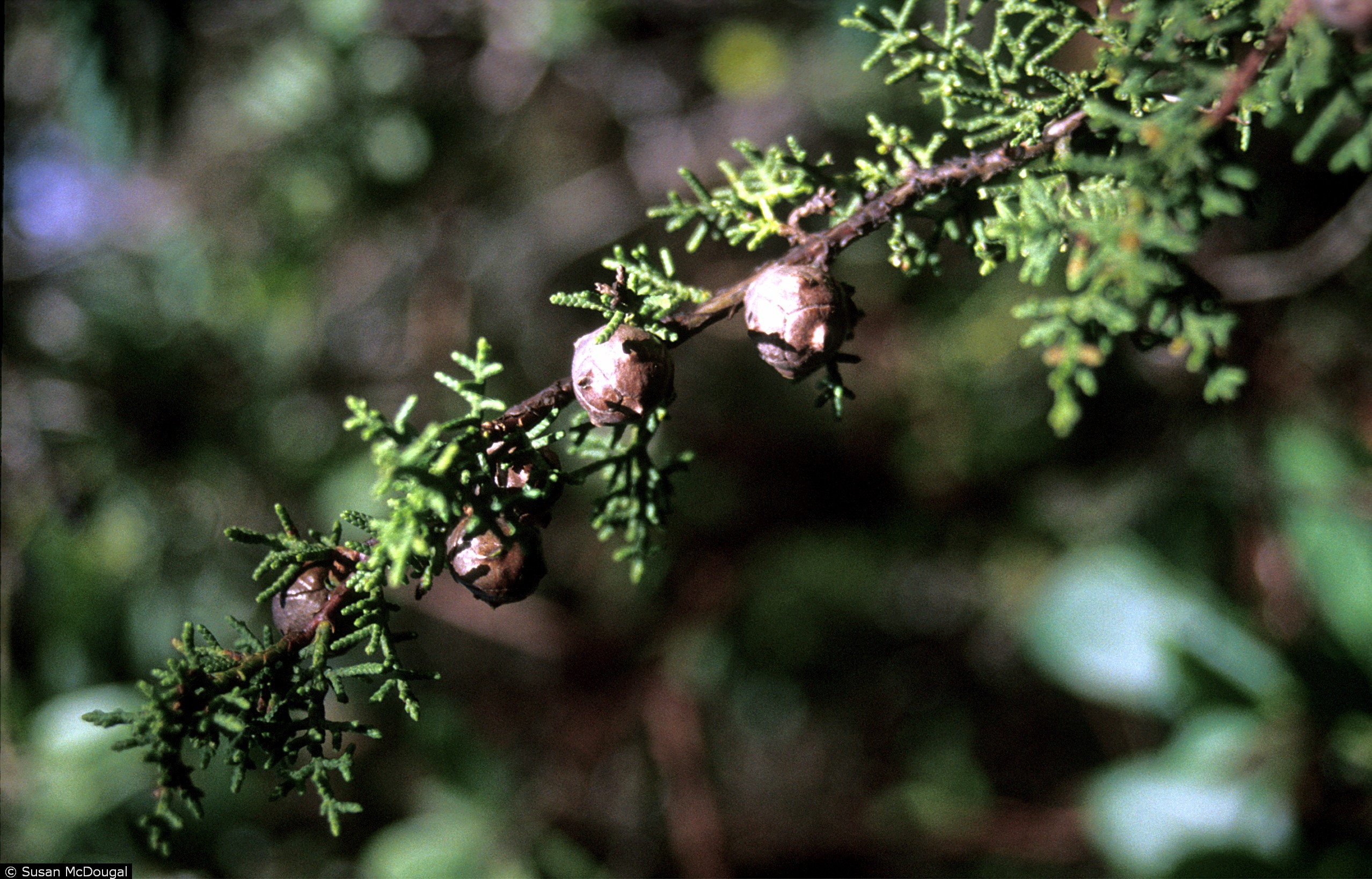 USDA Plants Database