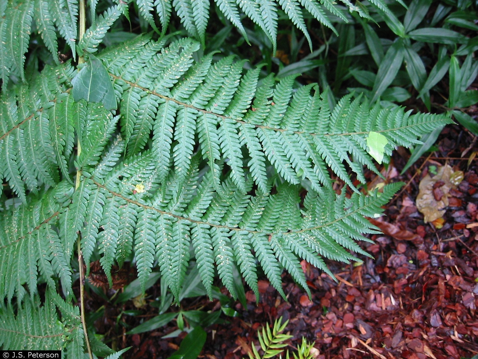 USDA Plants Database