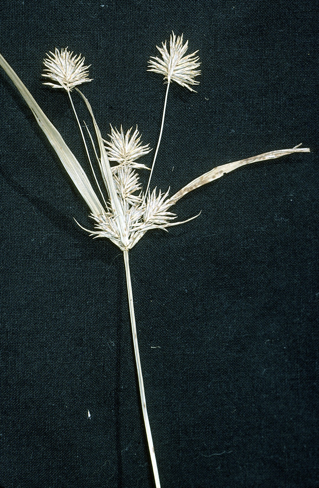 USDA Plants Database