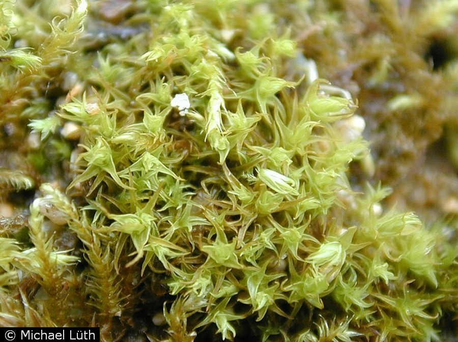 USDA Plants Database