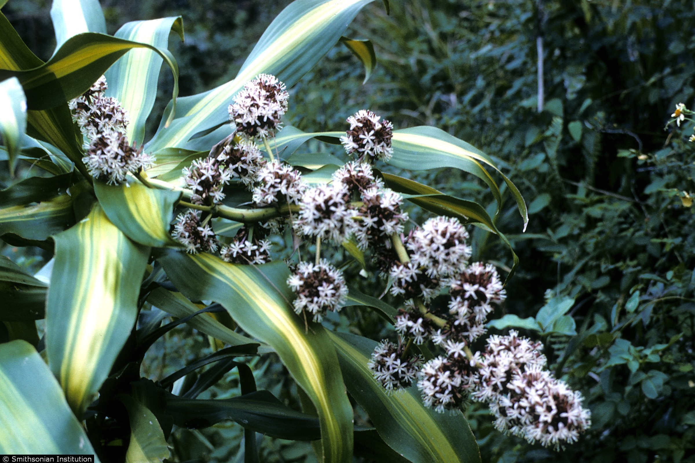 USDA Plants Database