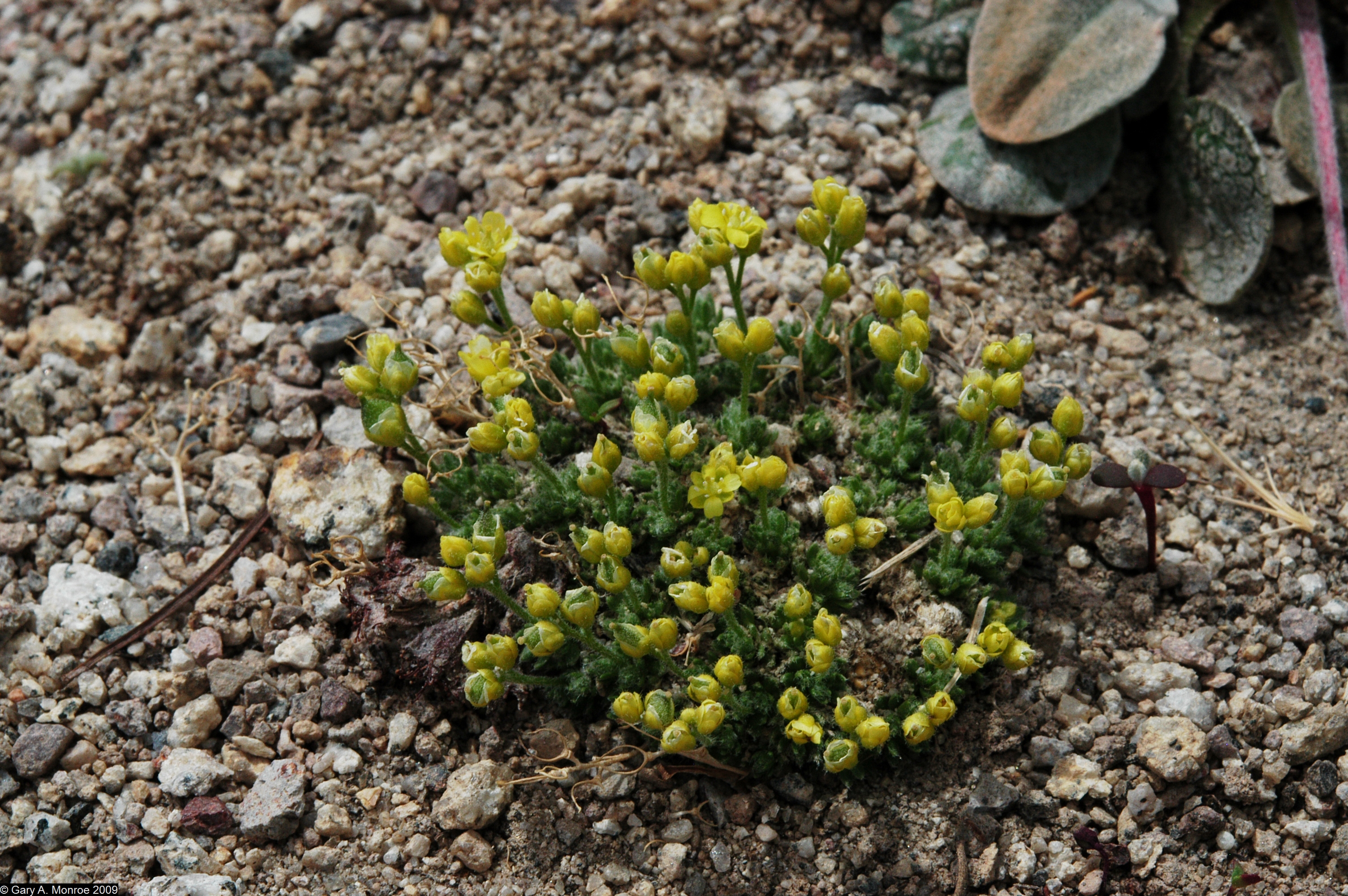 USDA Plants Database