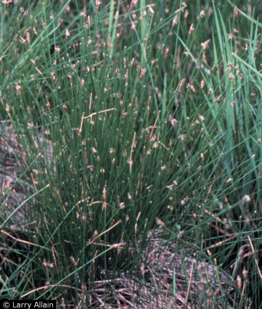 USDA Plants Database