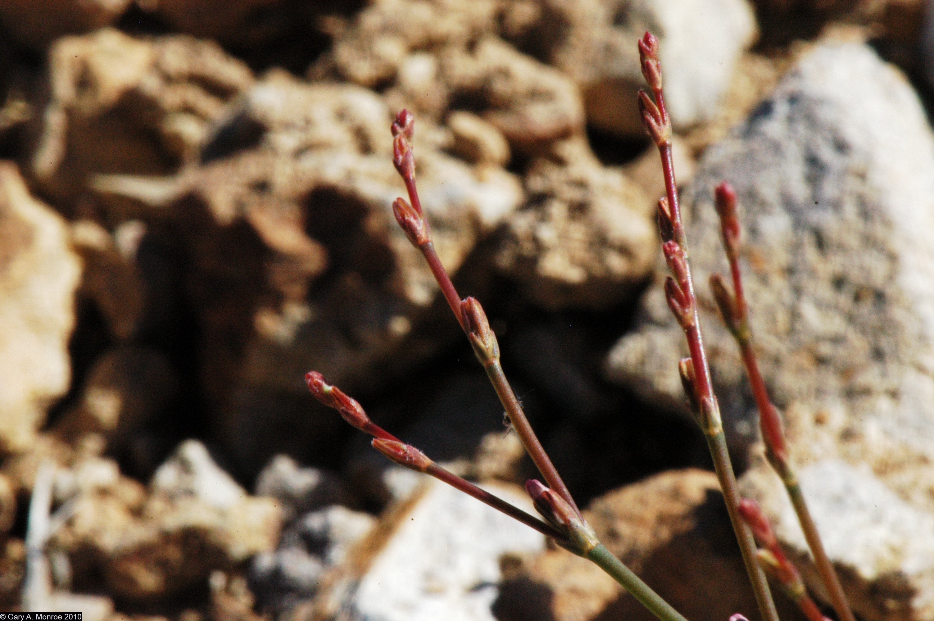 USDA Plants Database