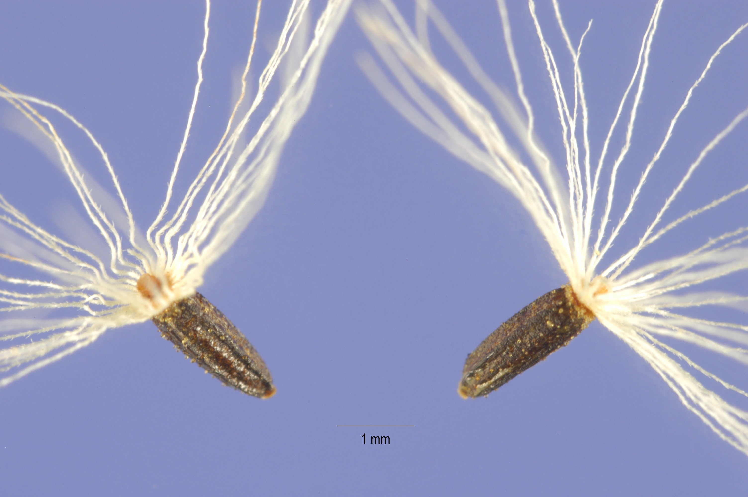 USDA Plants Database