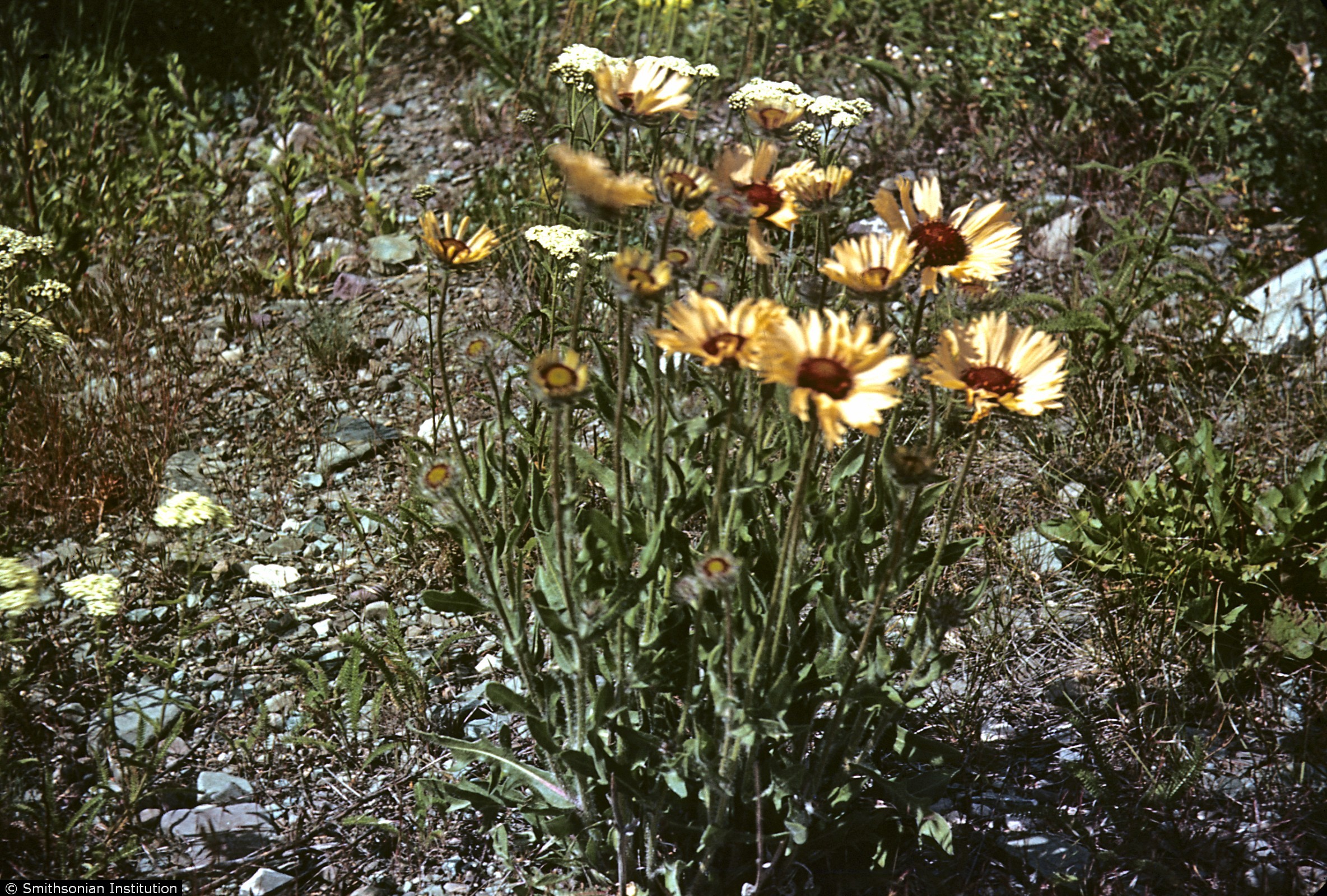 USDA Plants Database