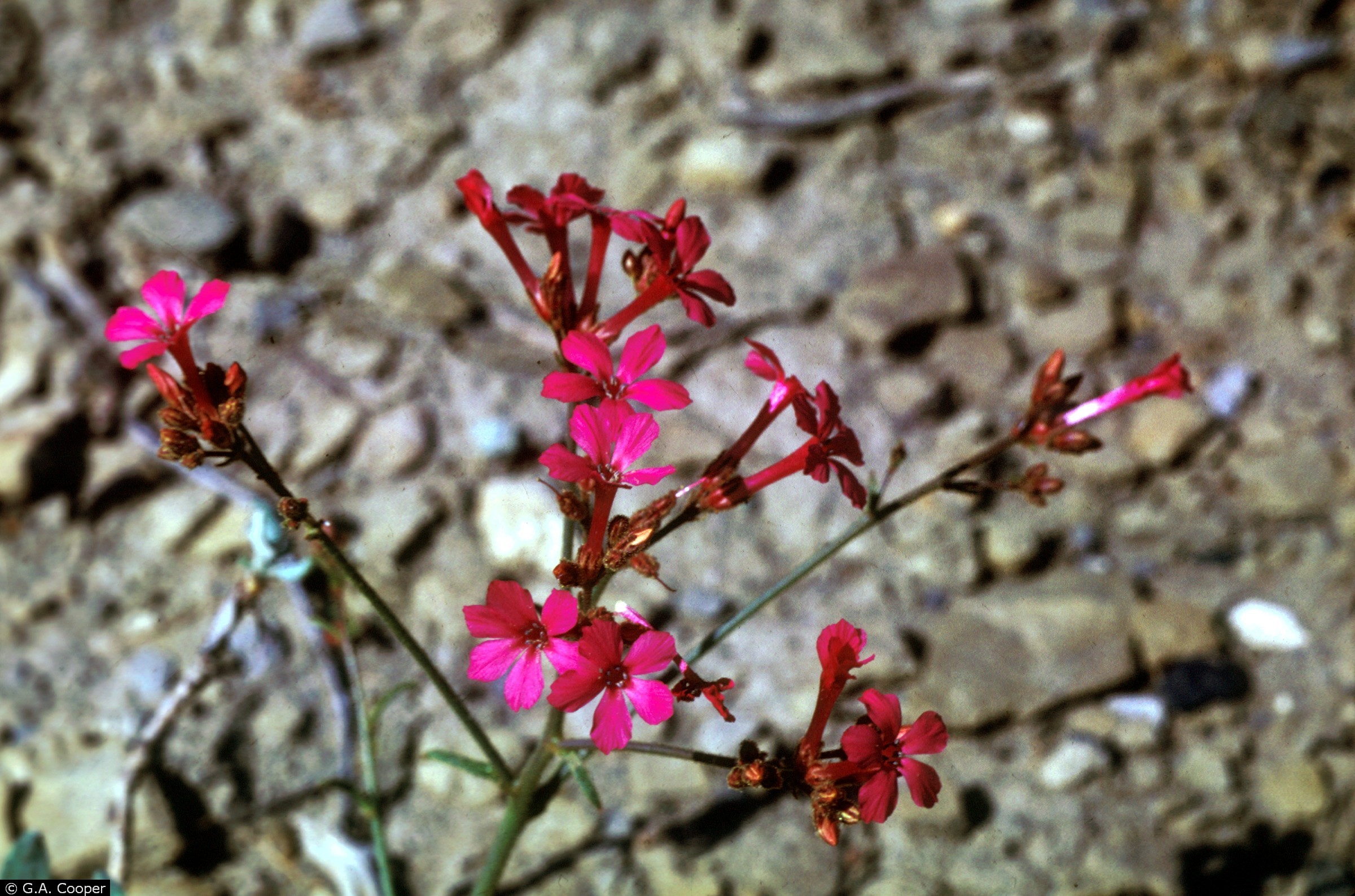 USDA Plants Database