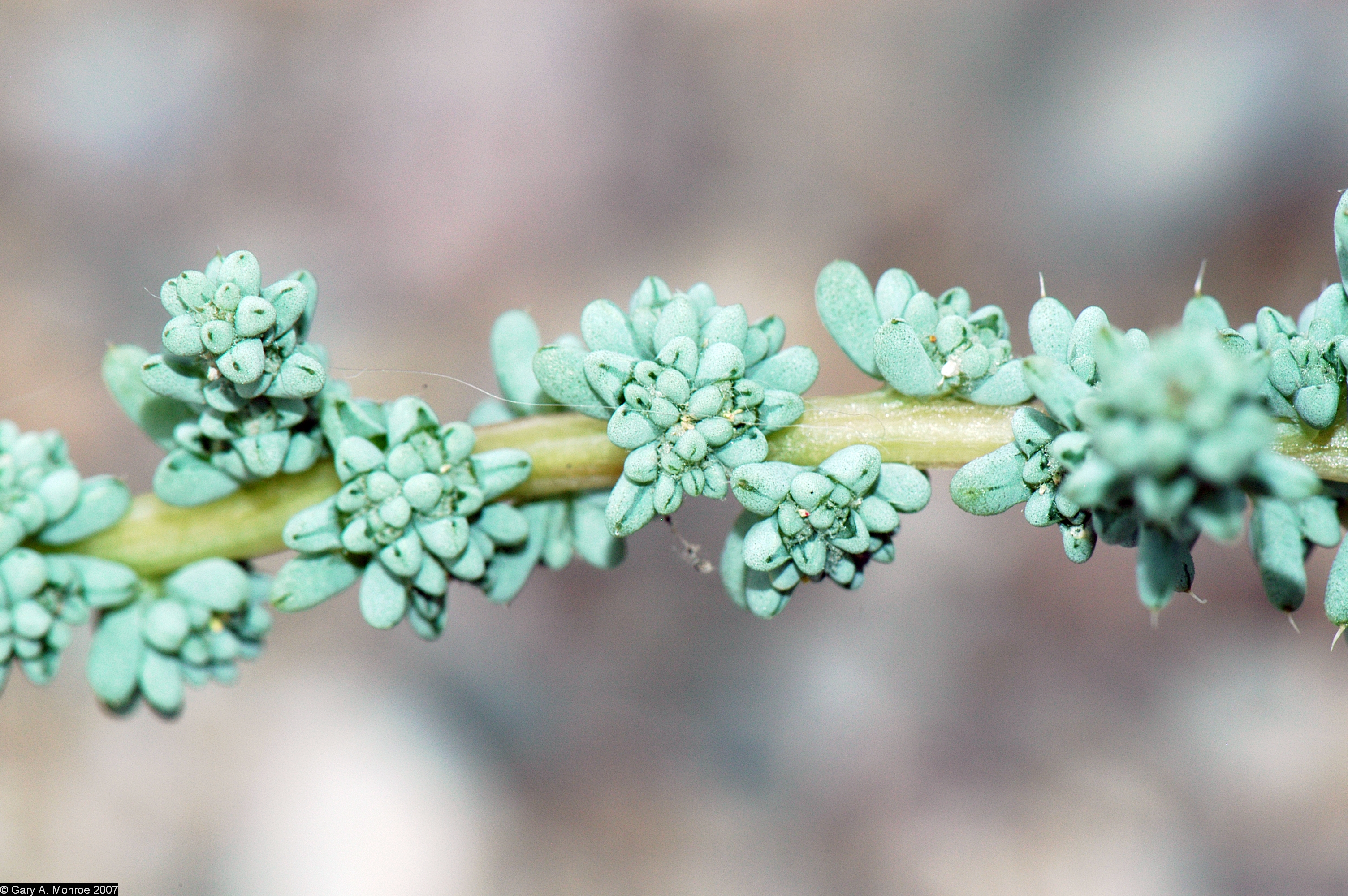 USDA Plants Database