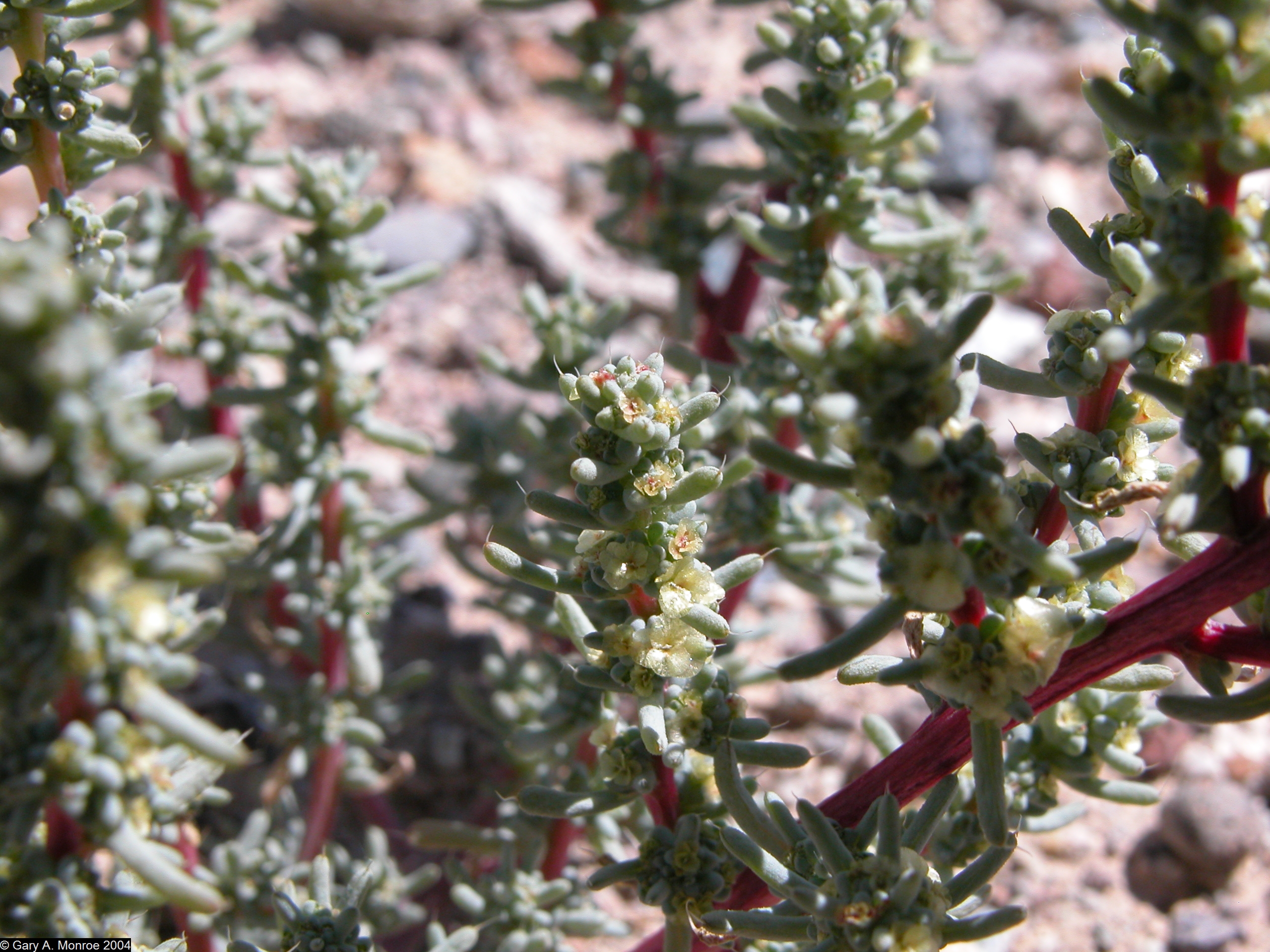 USDA Plants Database