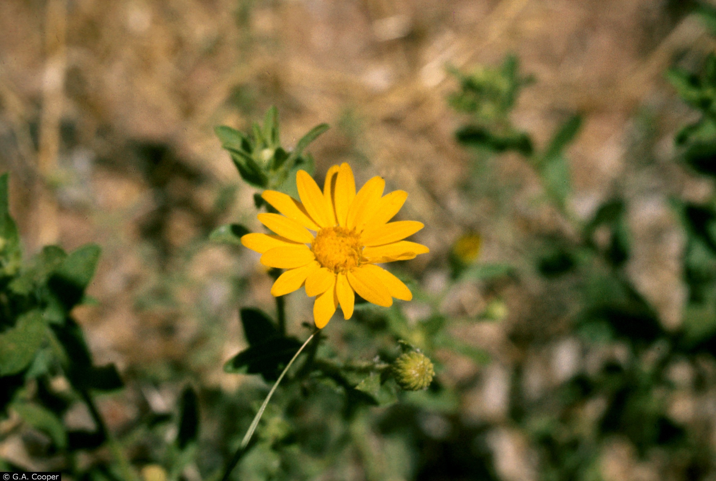 USDA Plants Database