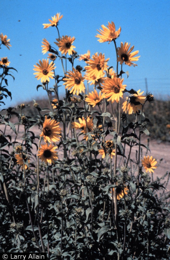 USDA Plants Database