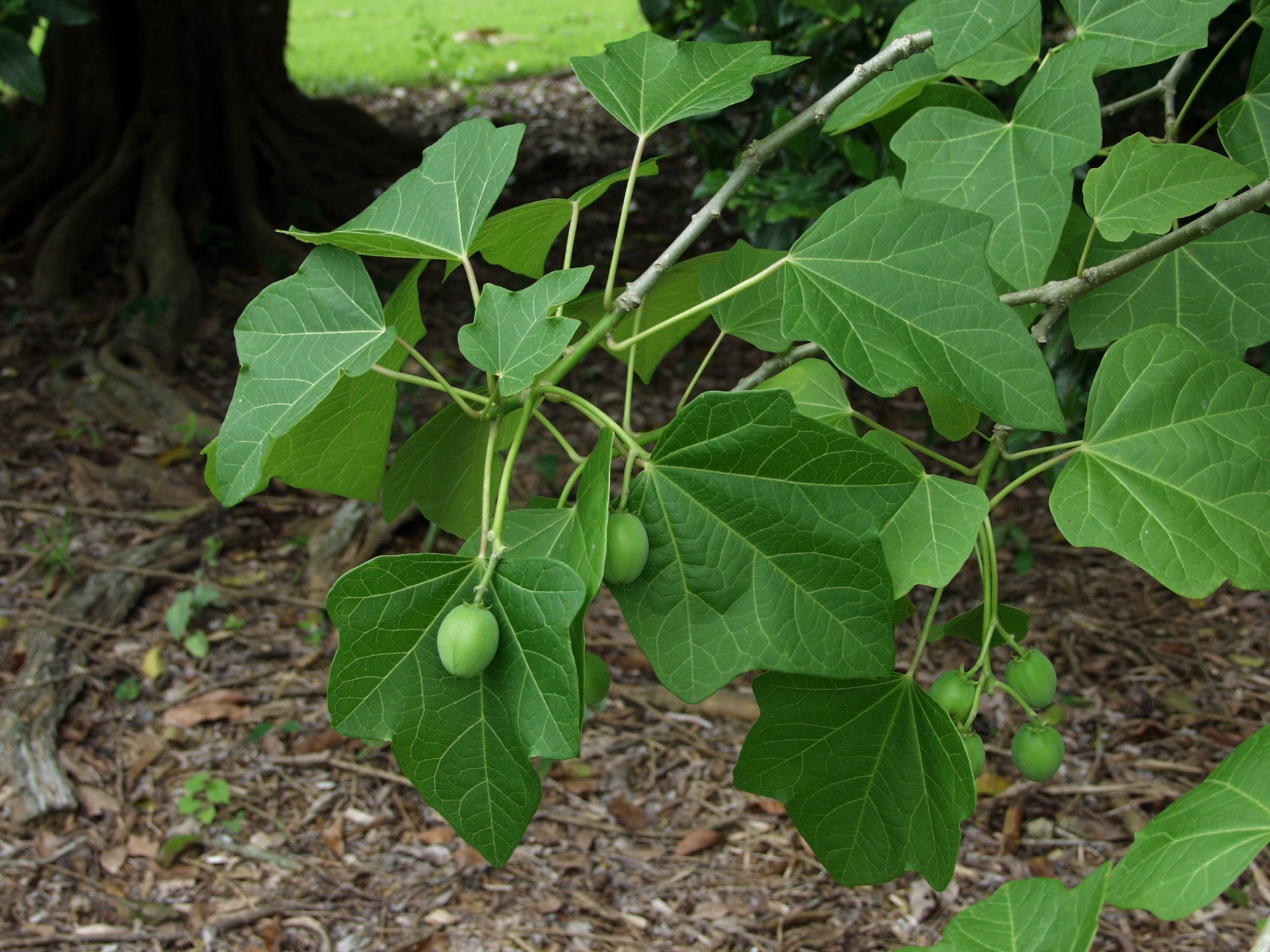 USDA Plants Database