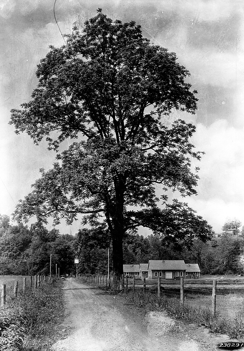 USDA Plants Database