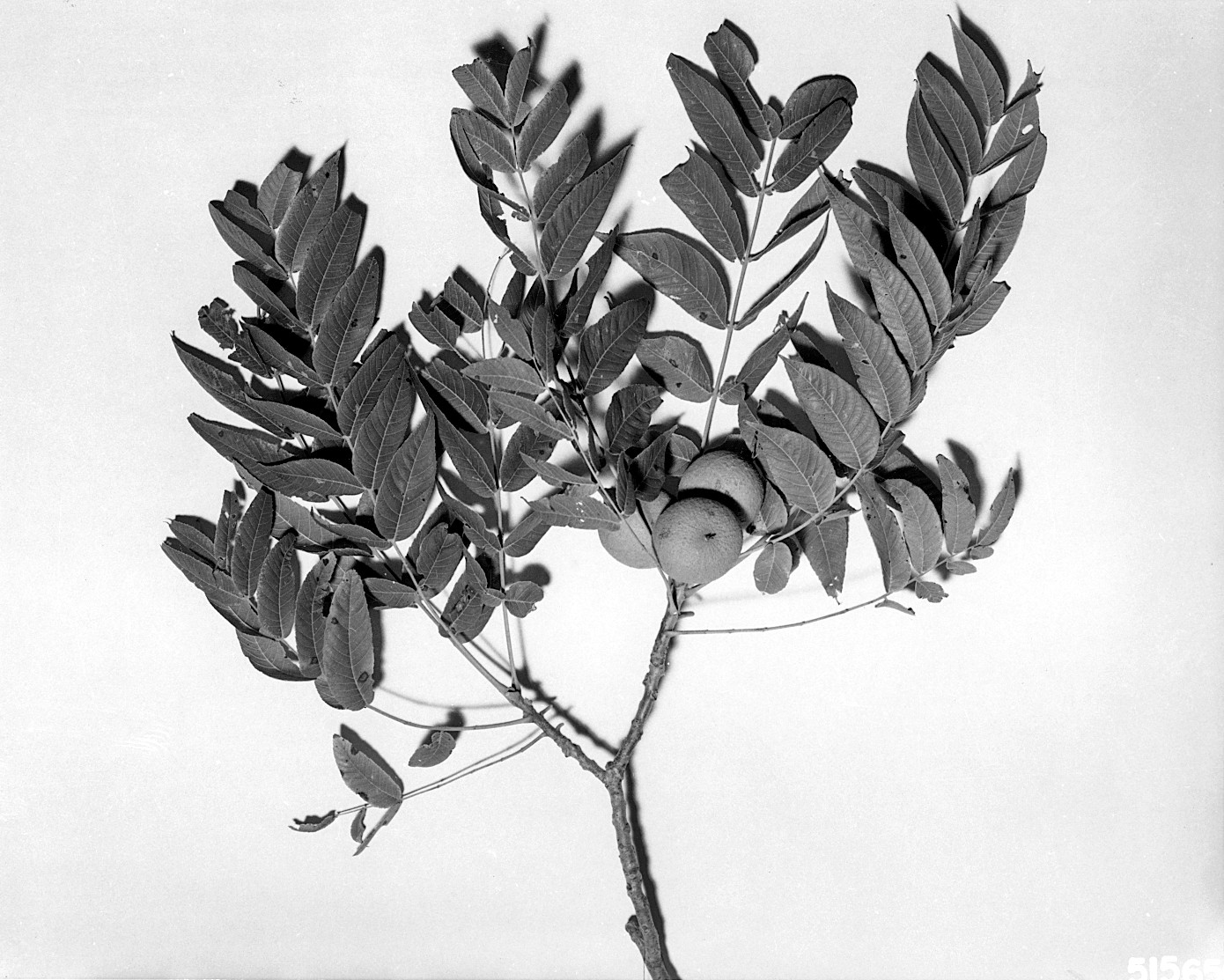 USDA Plants Database