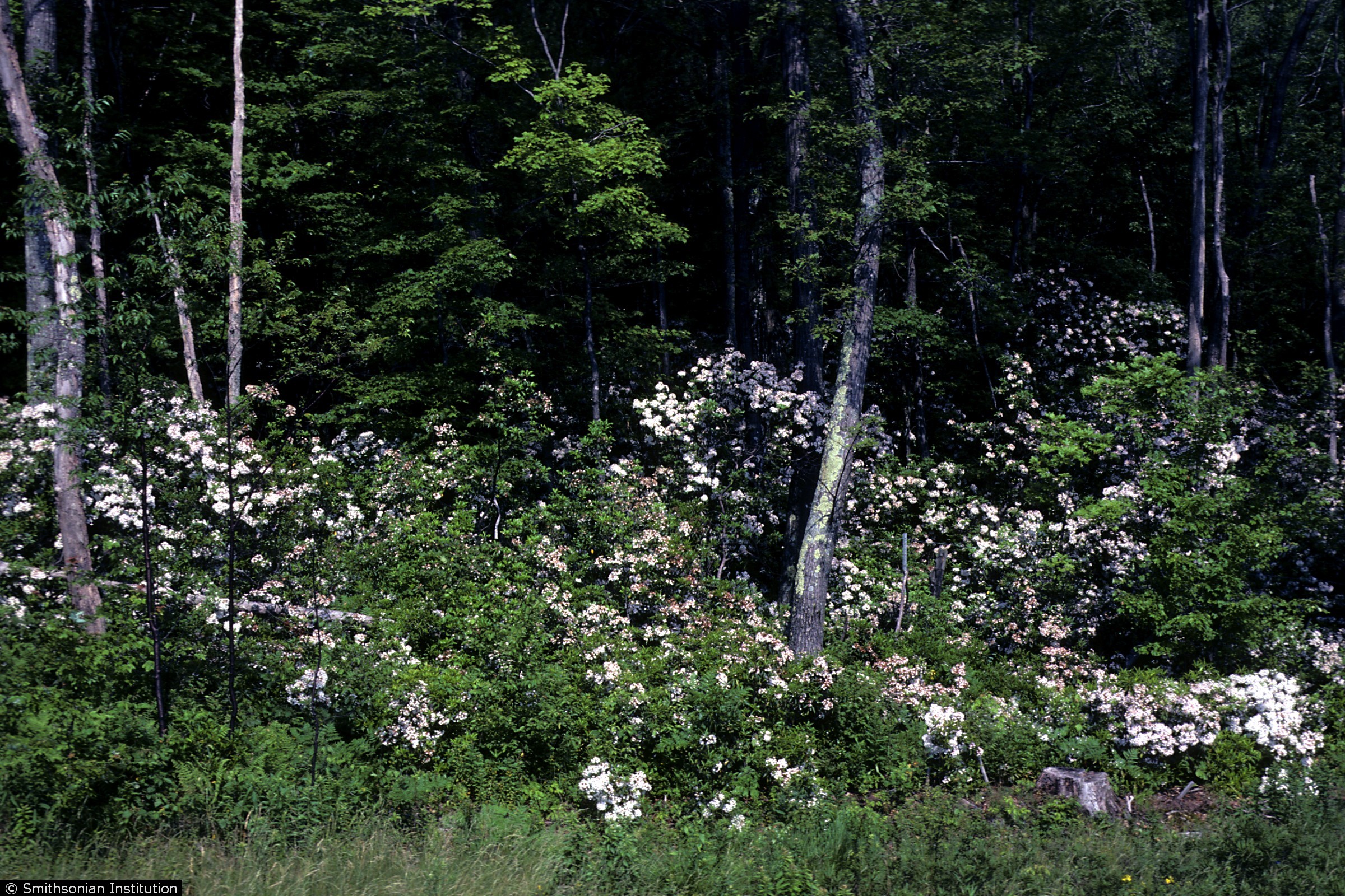 USDA Plants Database