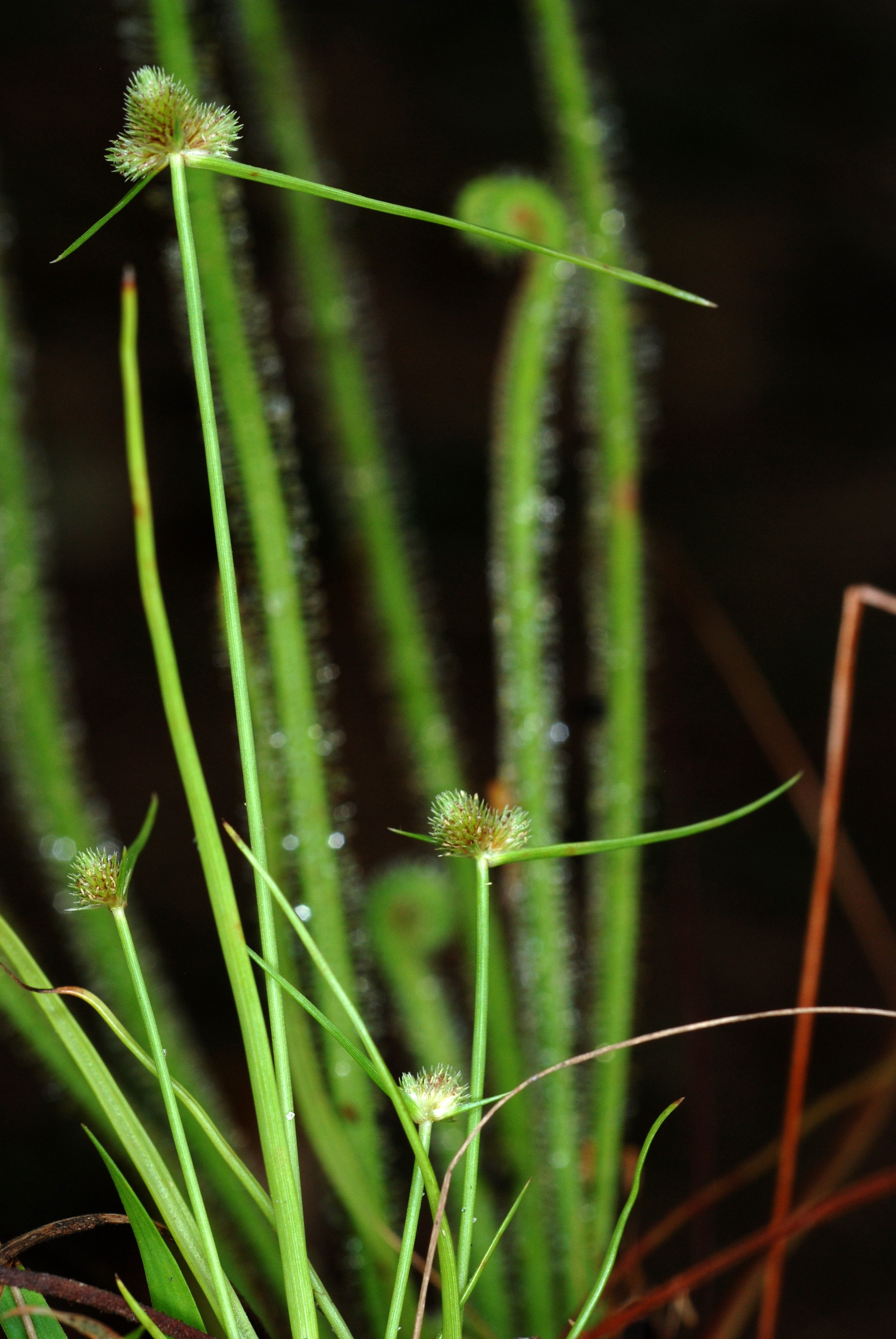 USDA Plants Database