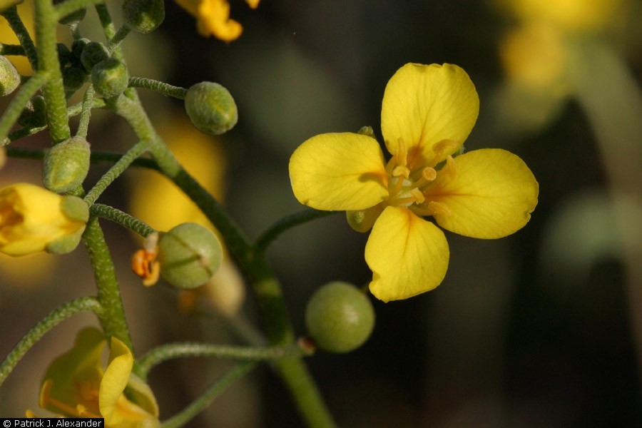 USDA Plants Database