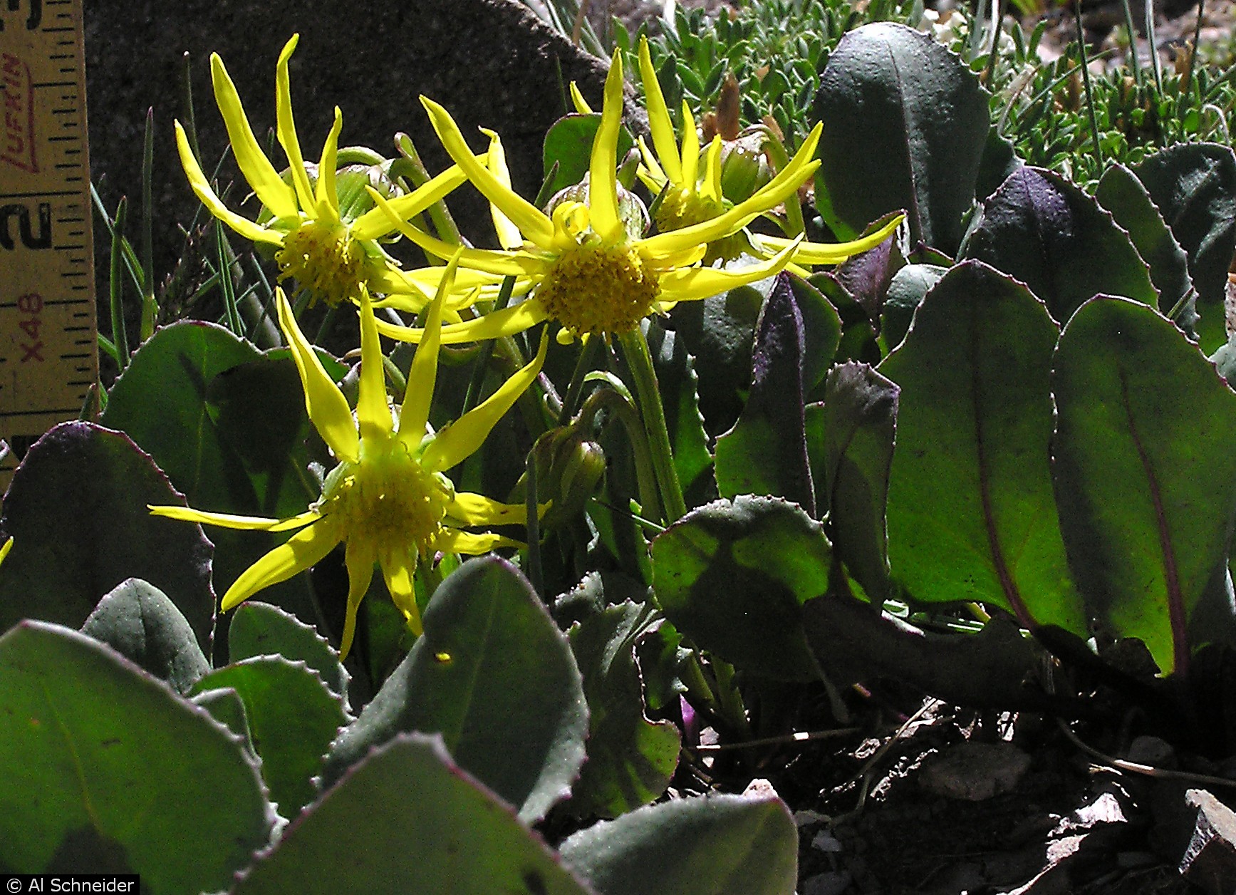 USDA Plants Database