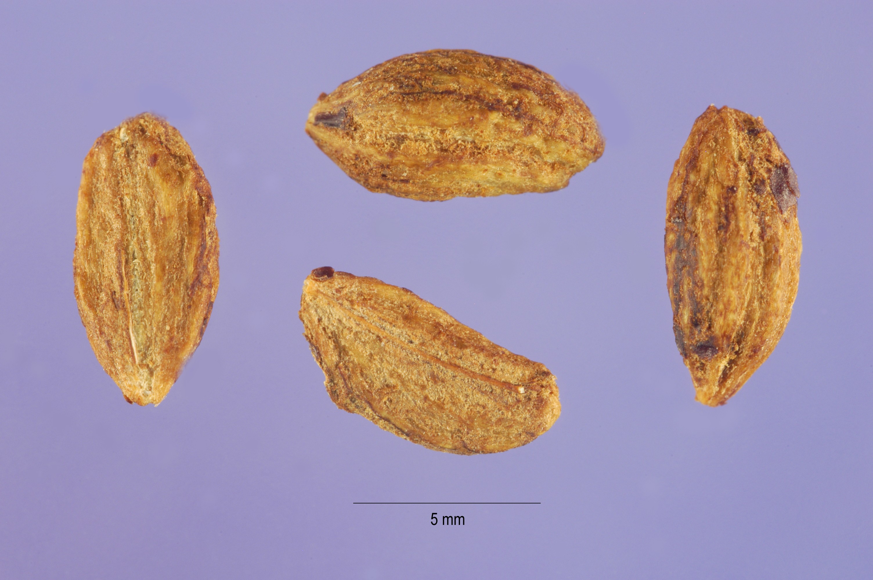 USDA Plants Database