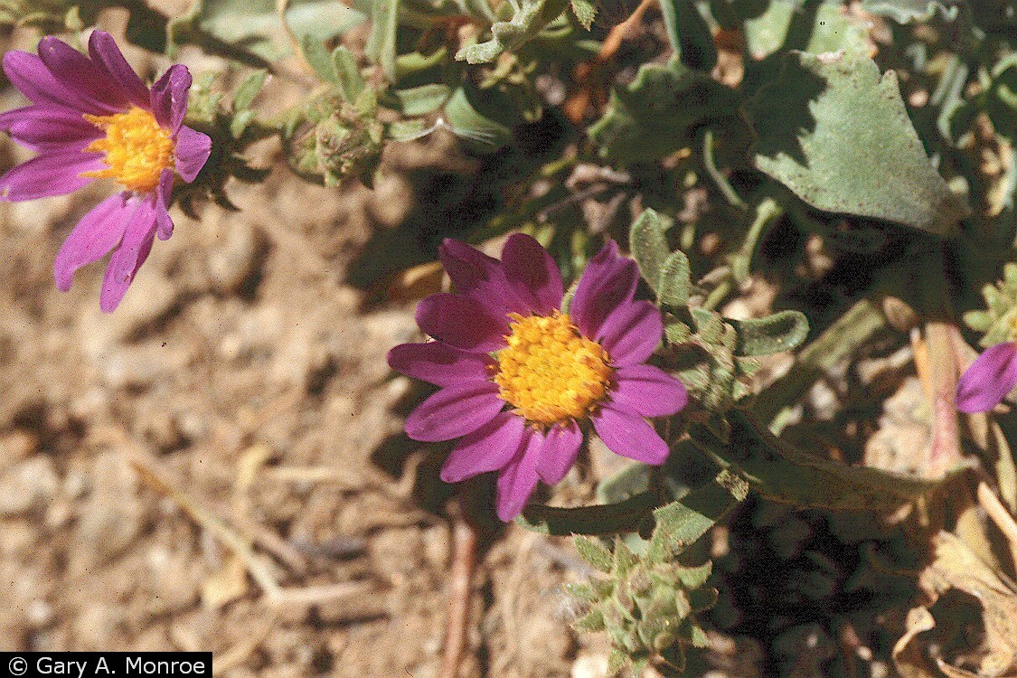 USDA Plants Database