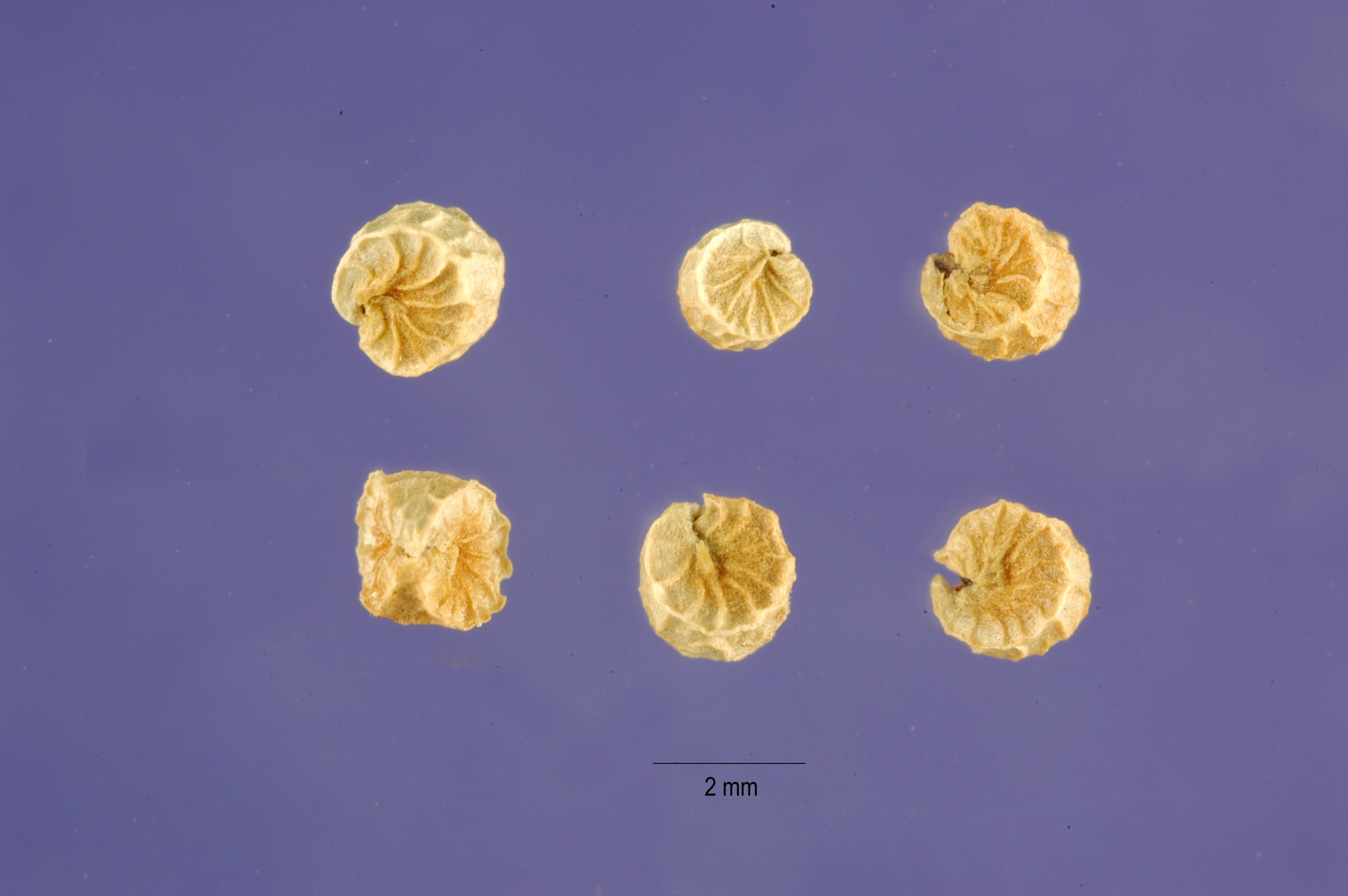 USDA Plants Database