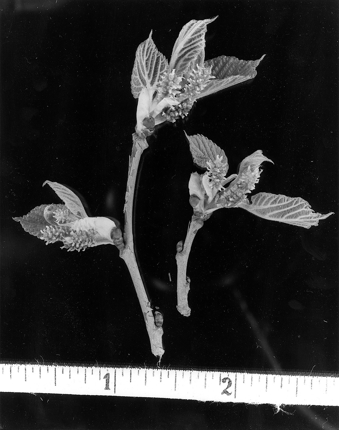 USDA Plants Database