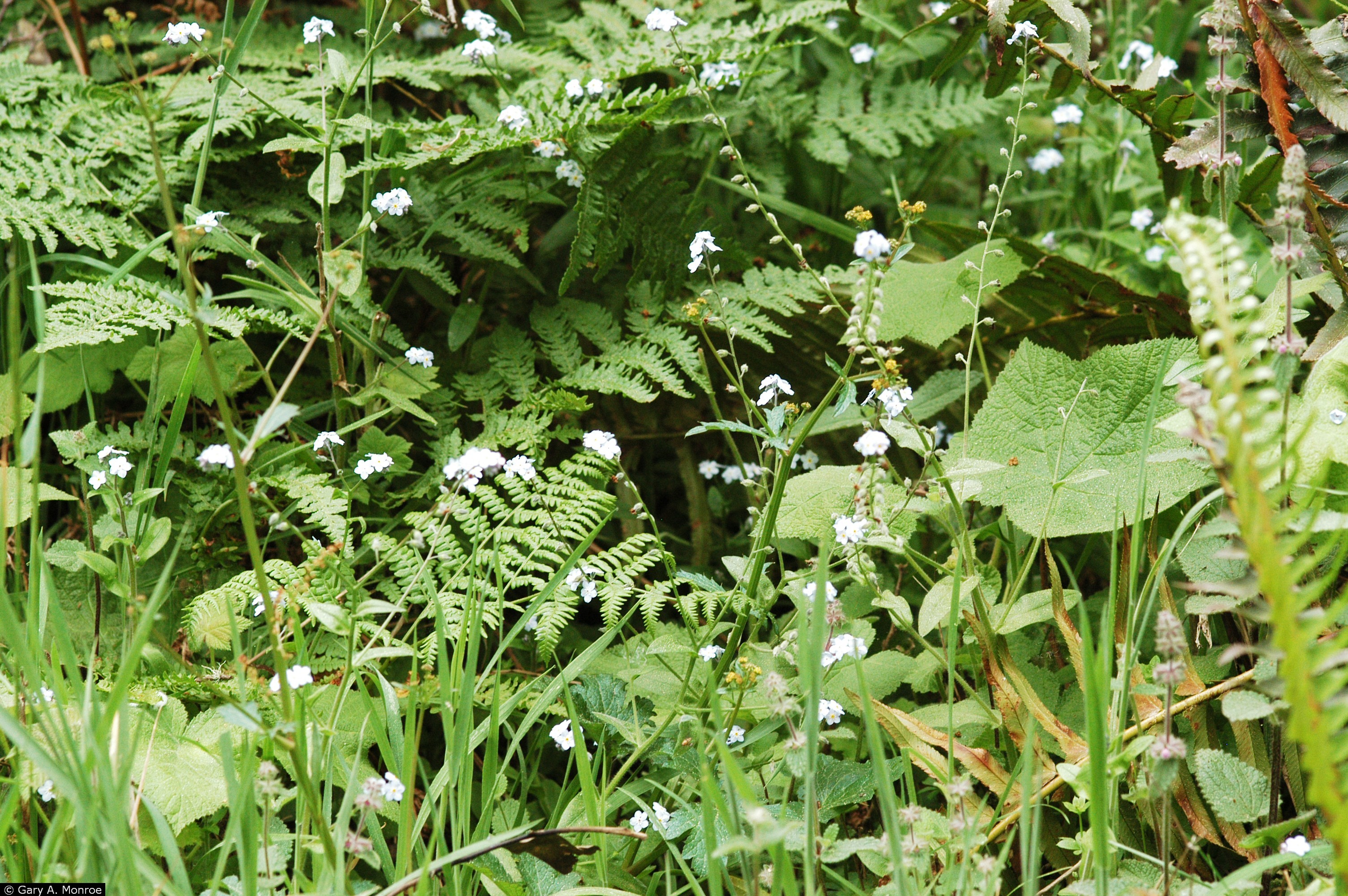 USDA Plants Database