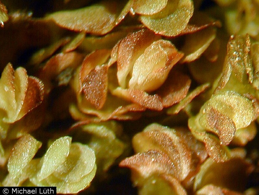 USDA Plants Database