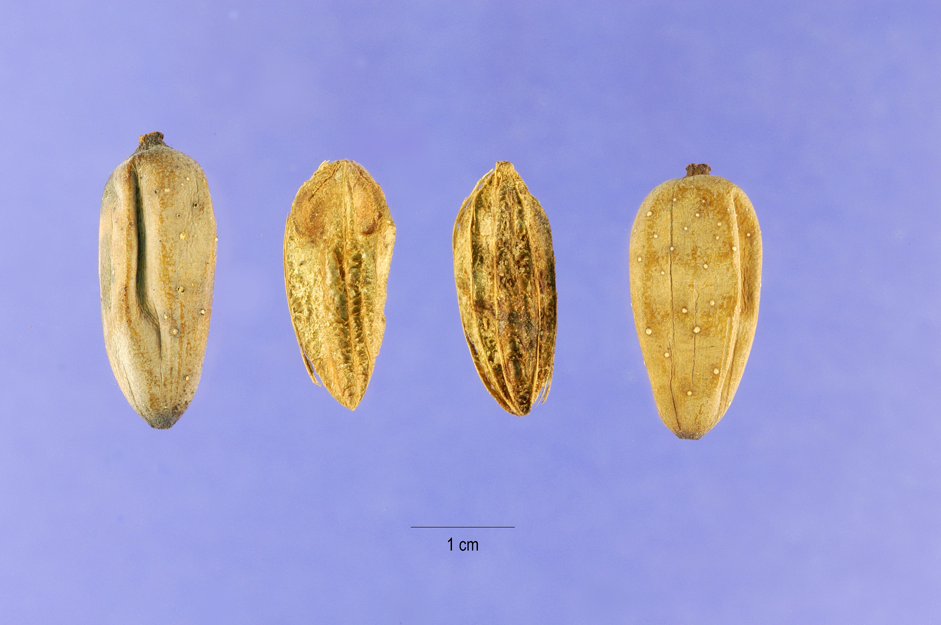 USDA Plants Database