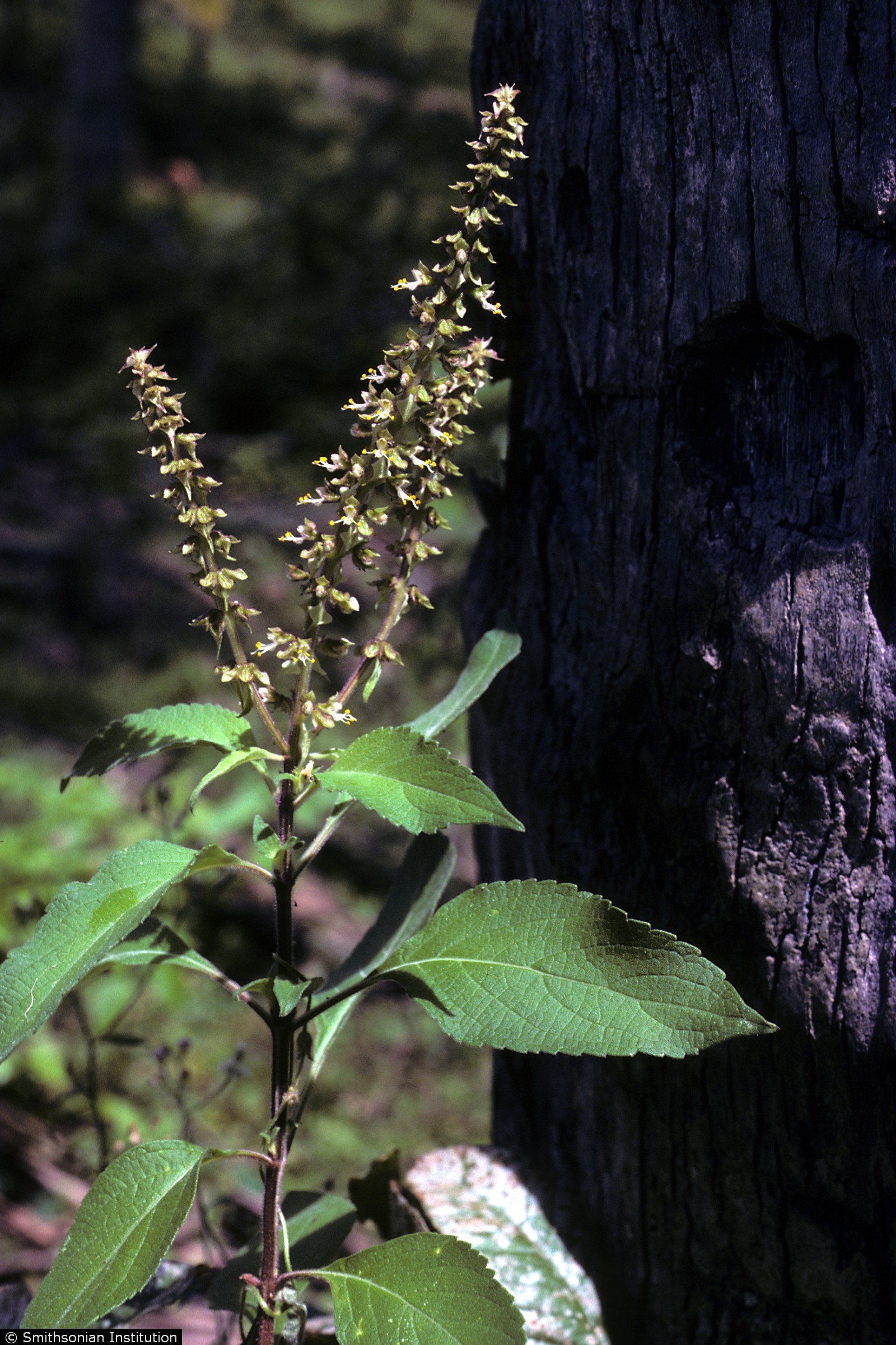 USDA Plants Database