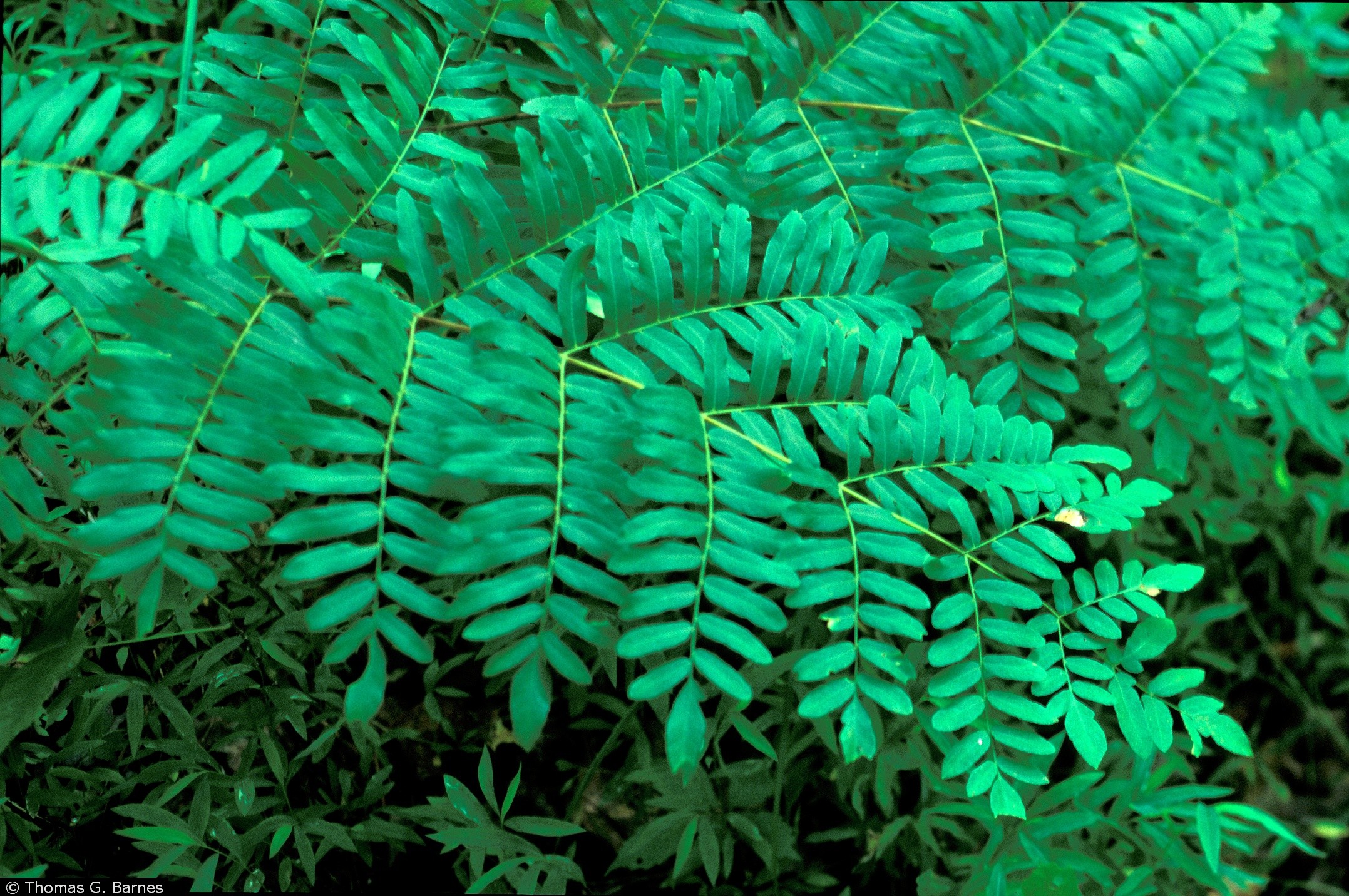 USDA Plants Database