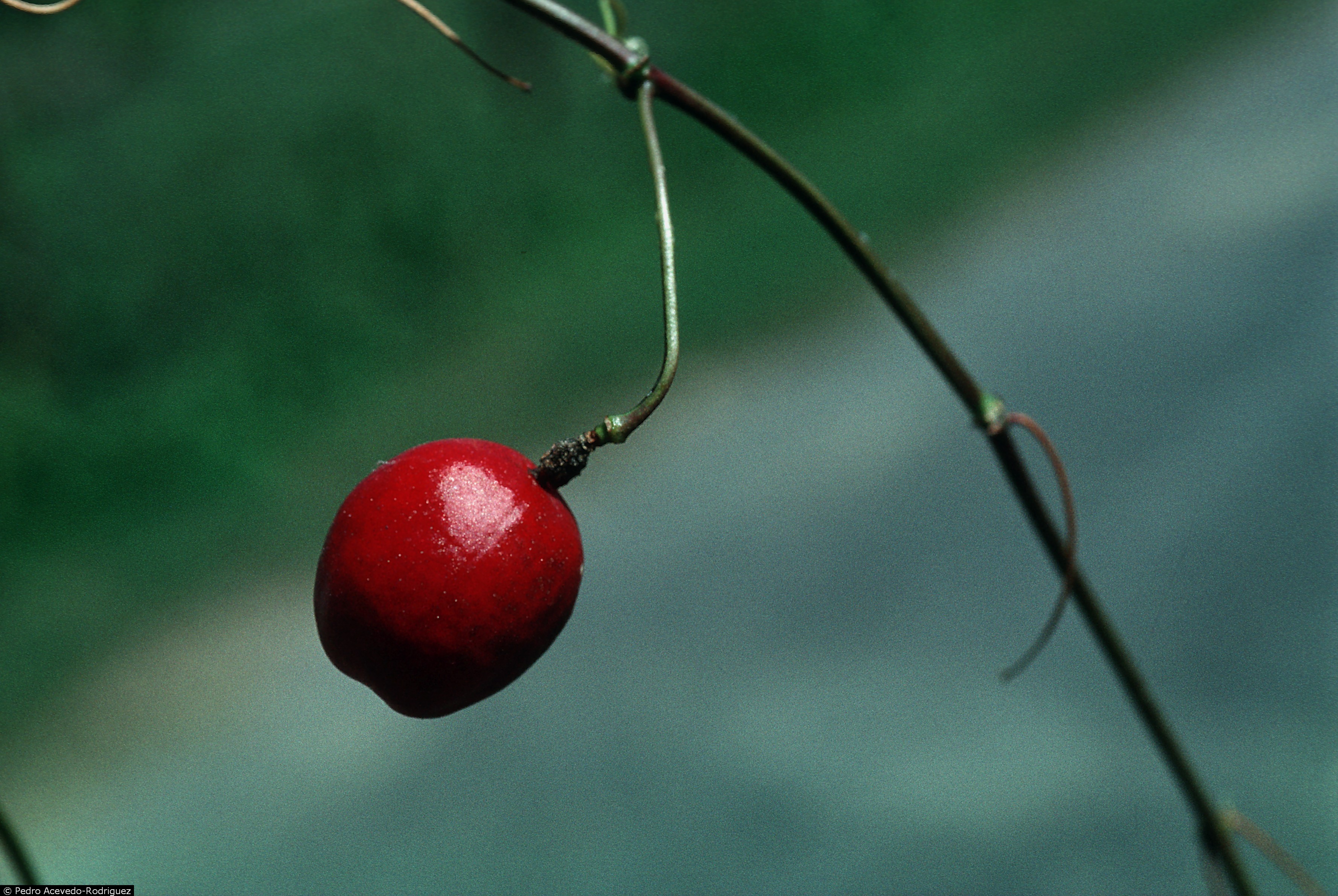 USDA Plants Database