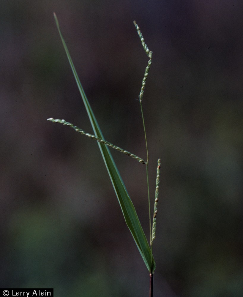 USDA Plants Database
