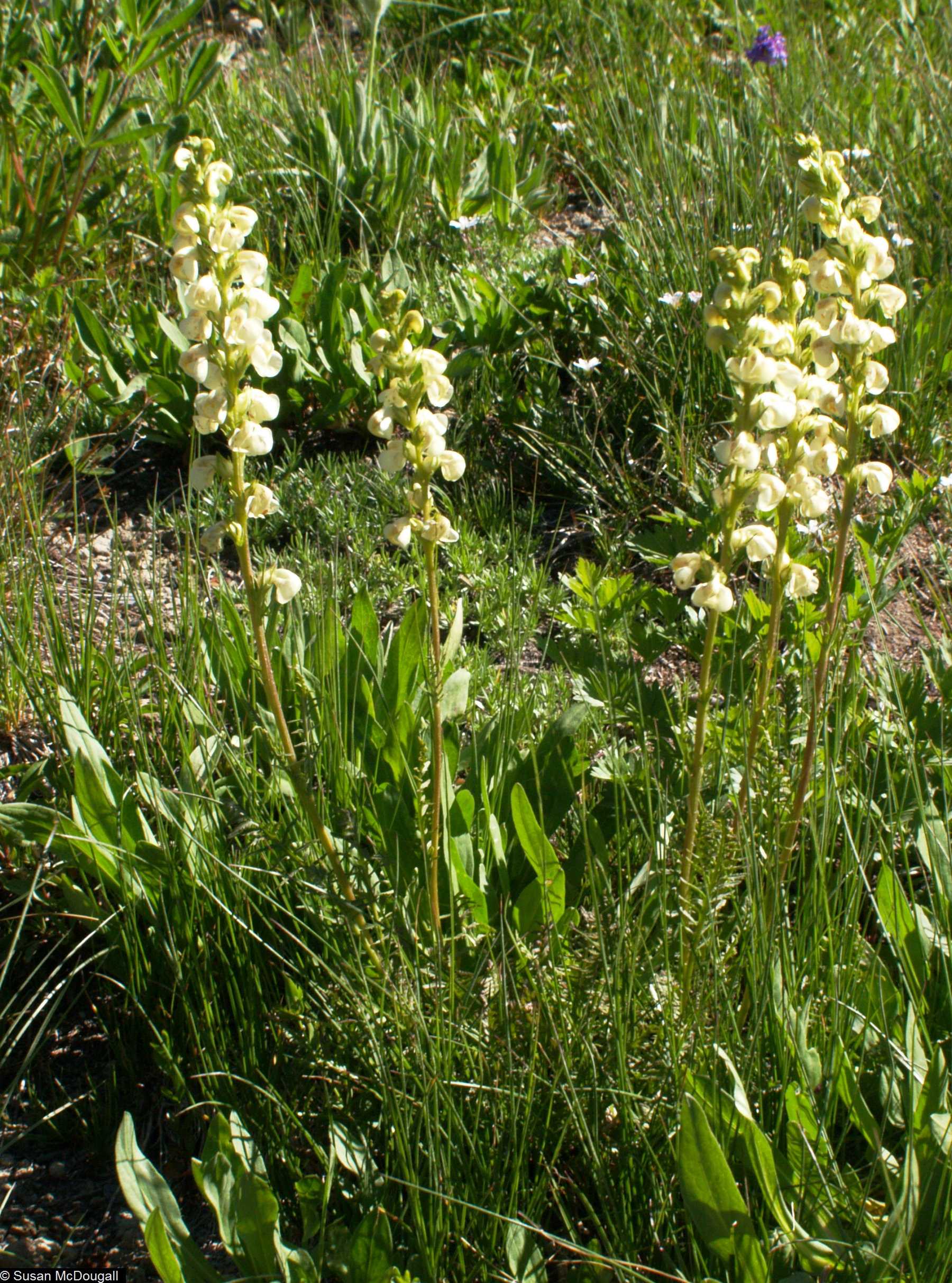 USDA Plants Database