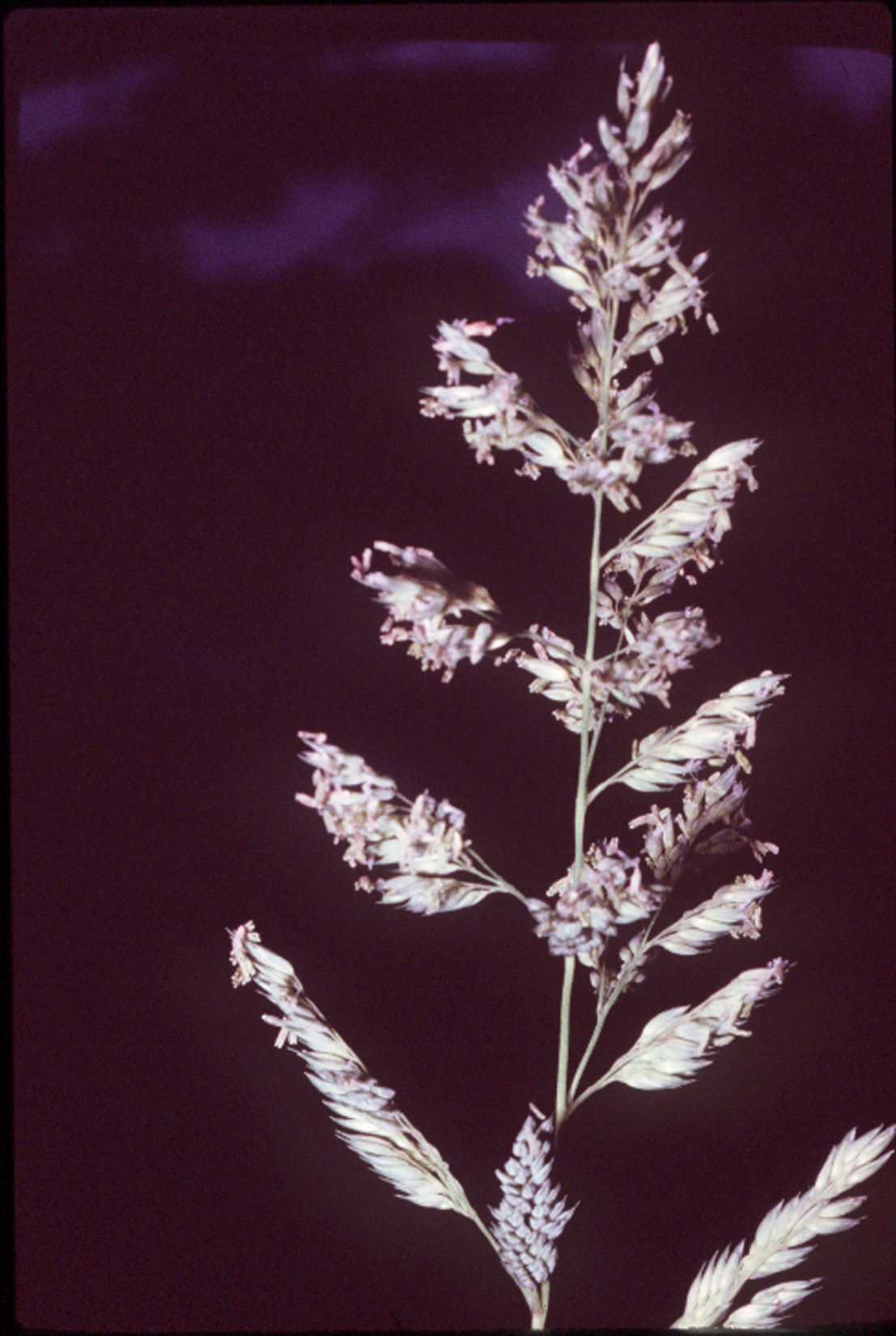 USDA Plants Database