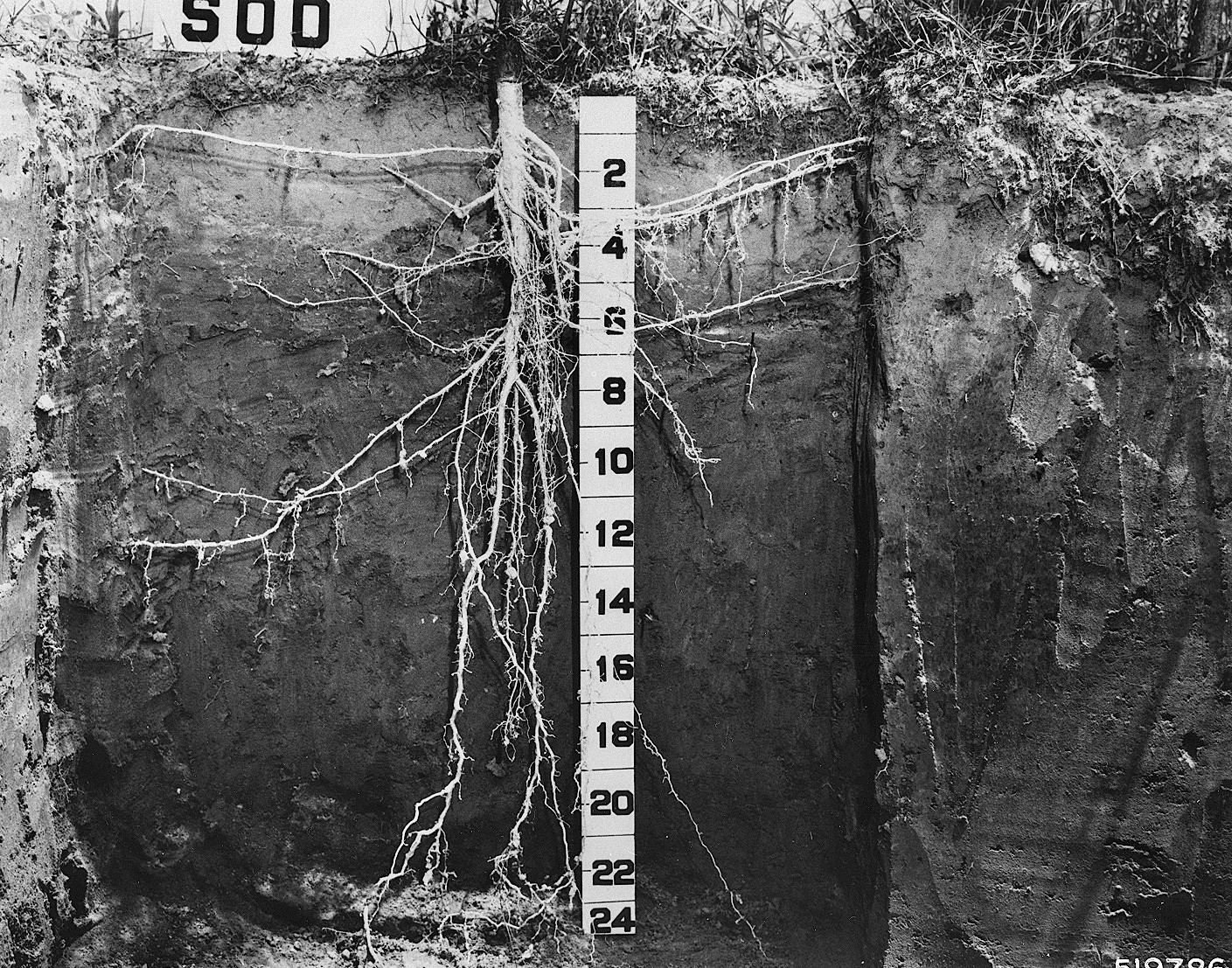 USDA Plants Database